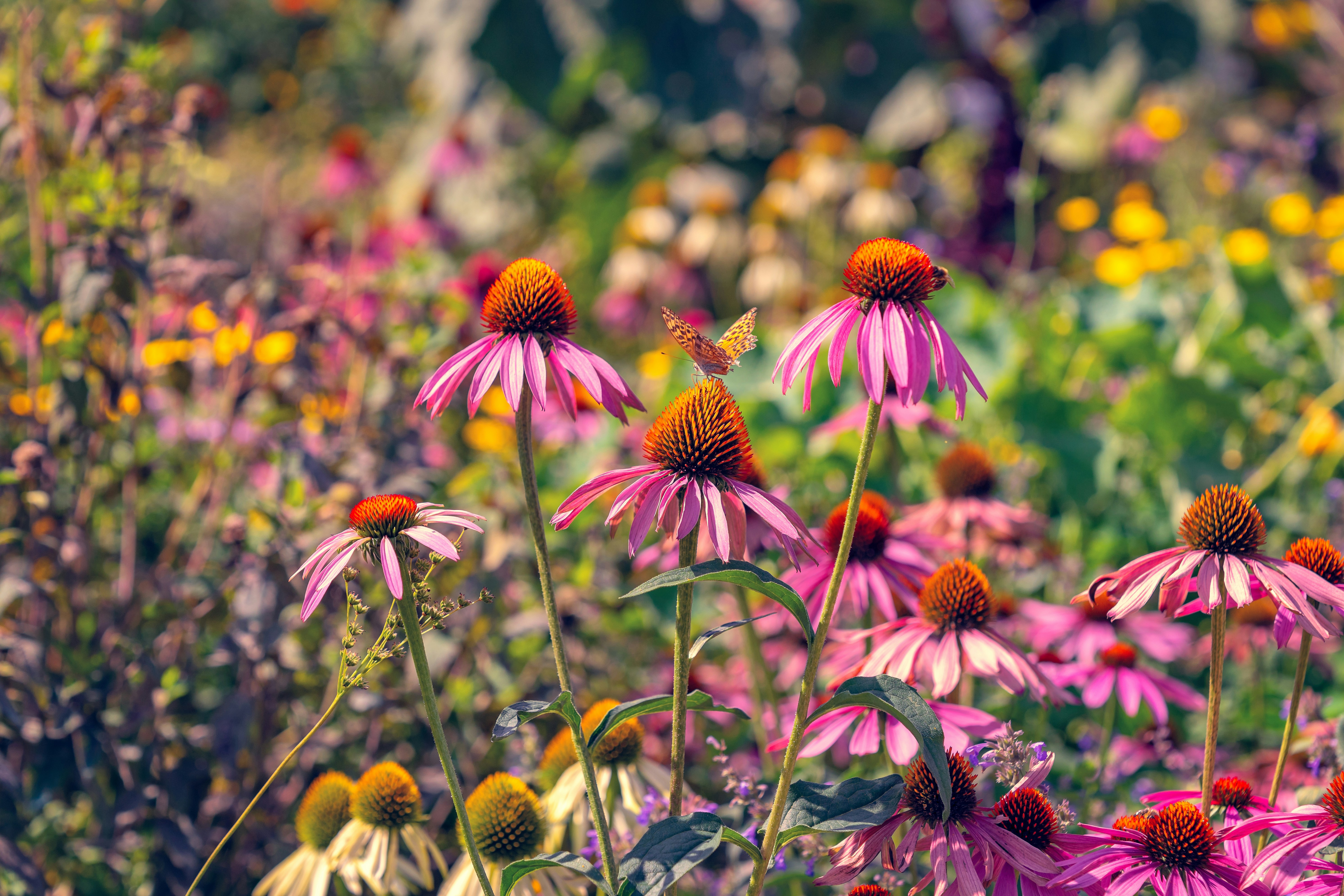 Sunlit Coneflowers in a Lively Spring Border
