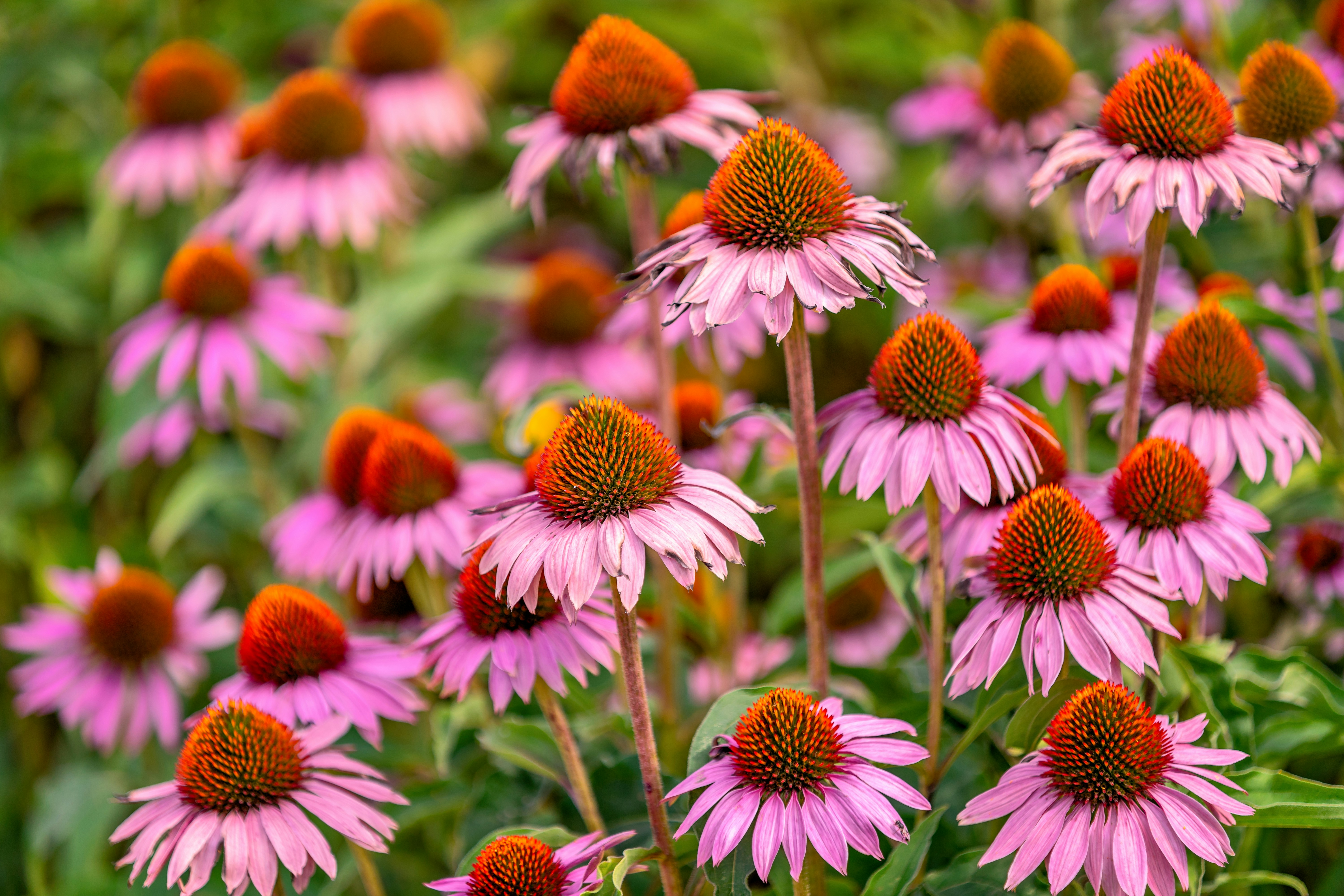 Field of Pink Coneflowers: Sunlit Heads in a Meadow