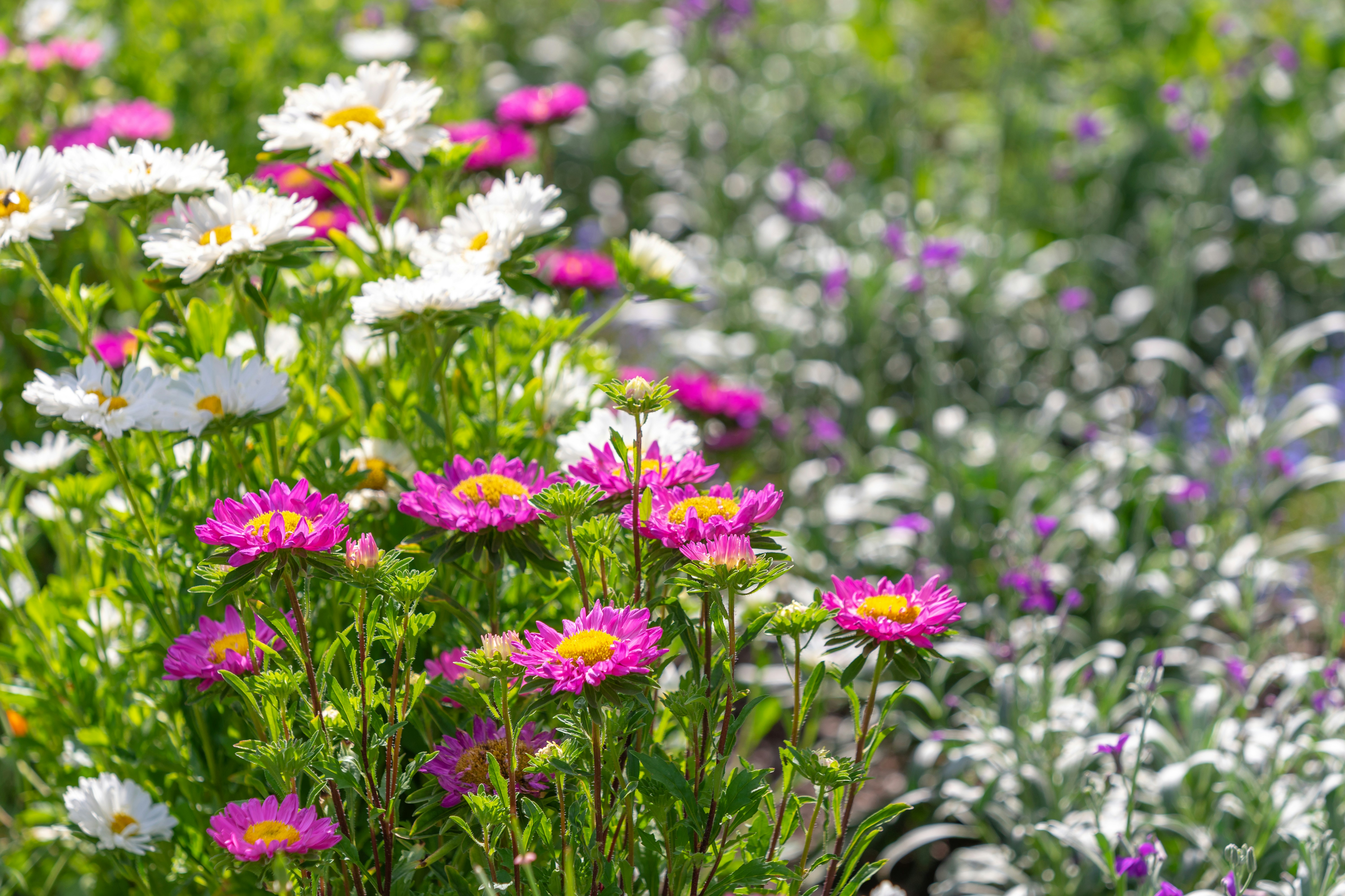 Ink-Petaled Bloom Border in Sunlit Garden Meadow