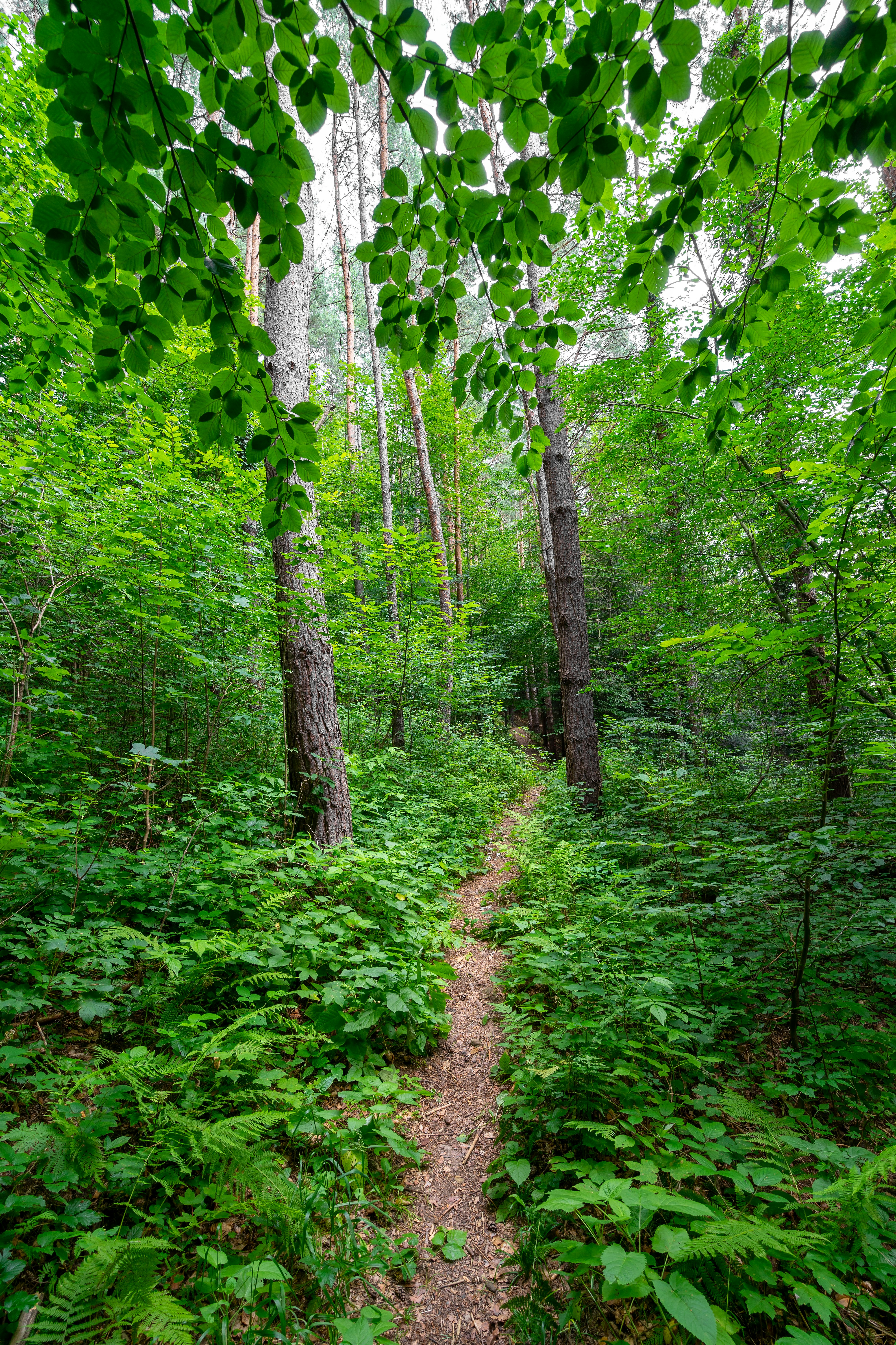 A Forest Path Winding Through Verdant Silence