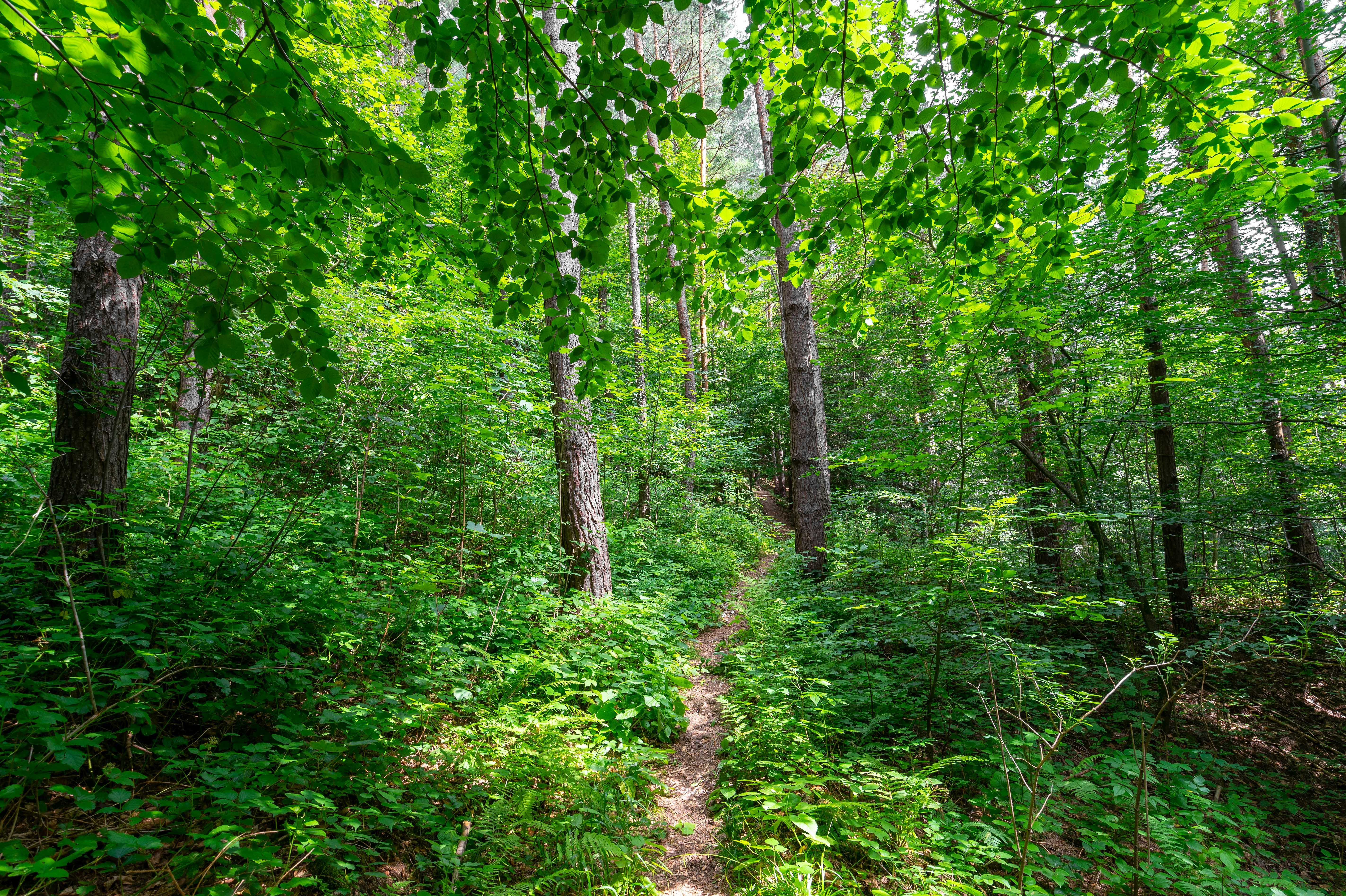 Verdant Footpath Through Whispering Woods