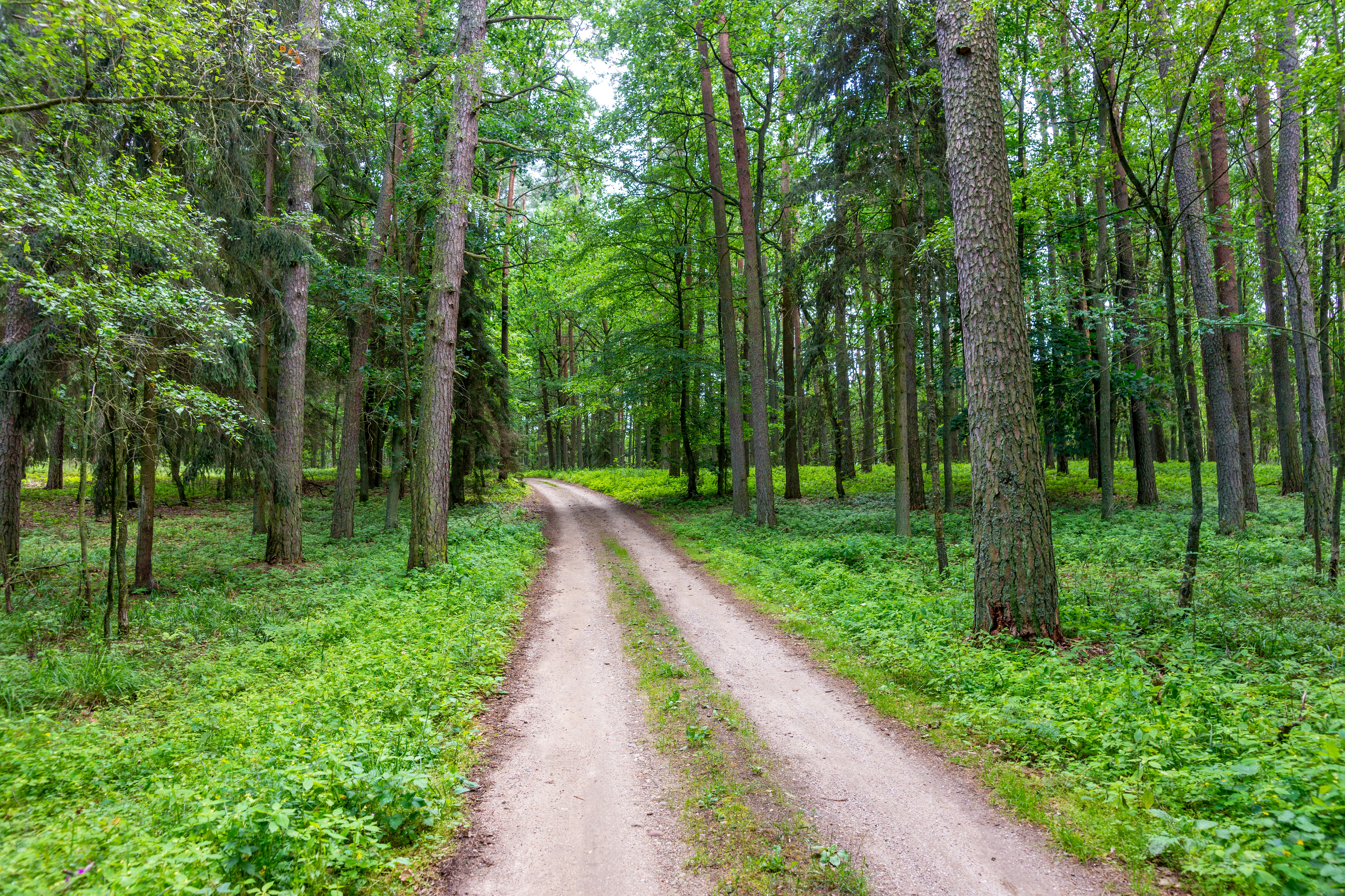 Forest Pathway: A Quiet Ride Through Verdant Pines