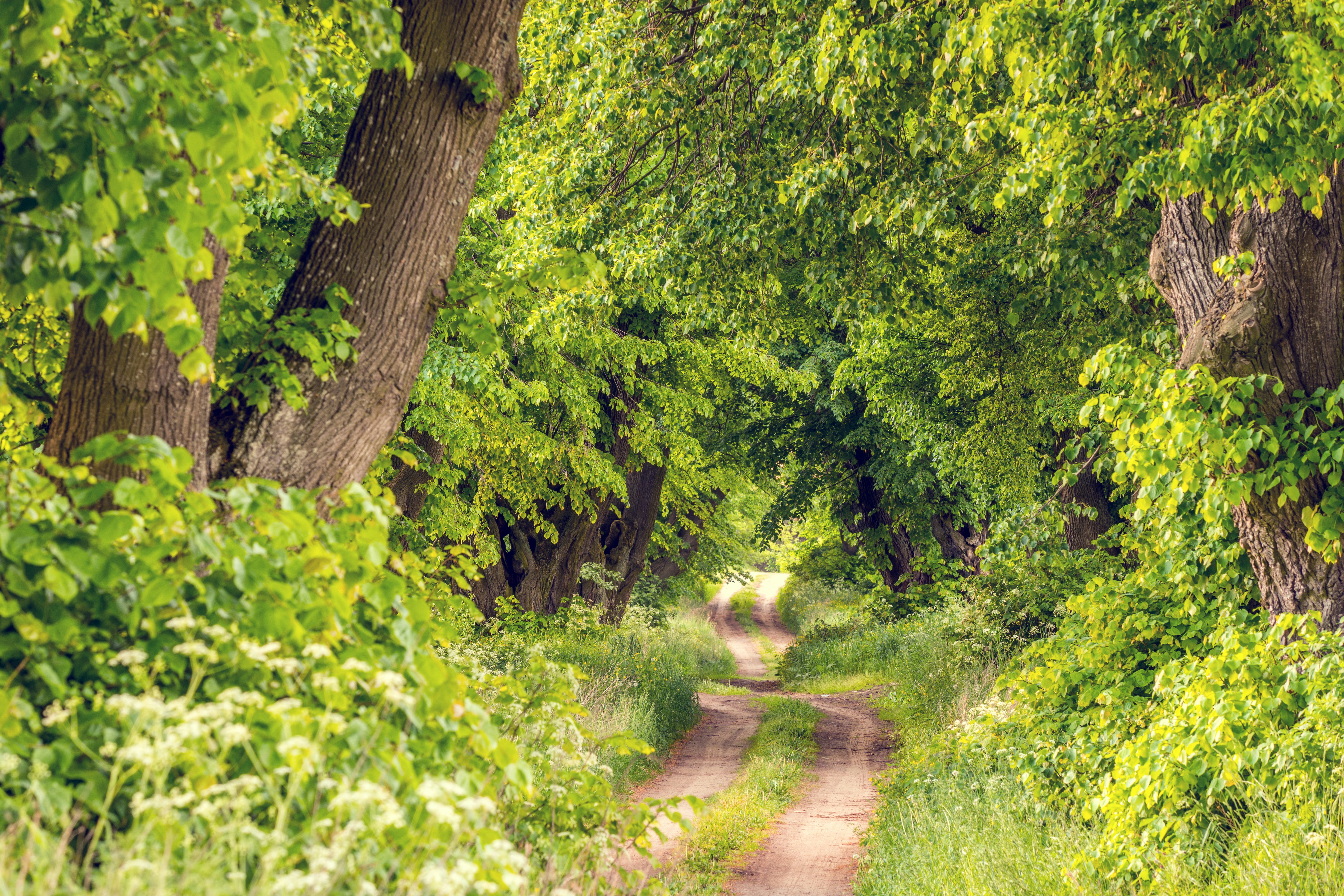 Green Tunnel Pathway: Sunlit Trail Through Dense Canopy