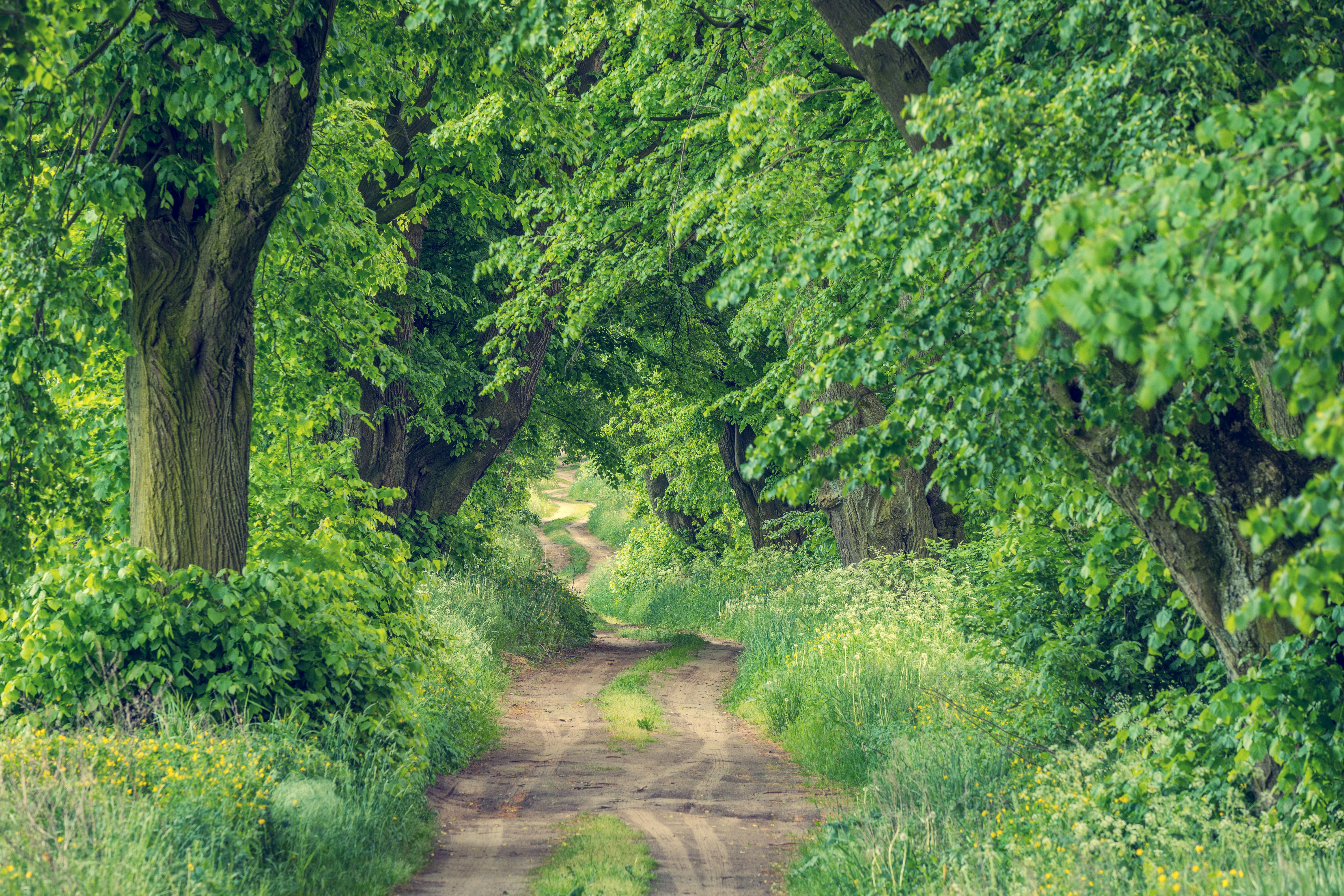 A Light-Filled Path Weaving Through a Green Canopy