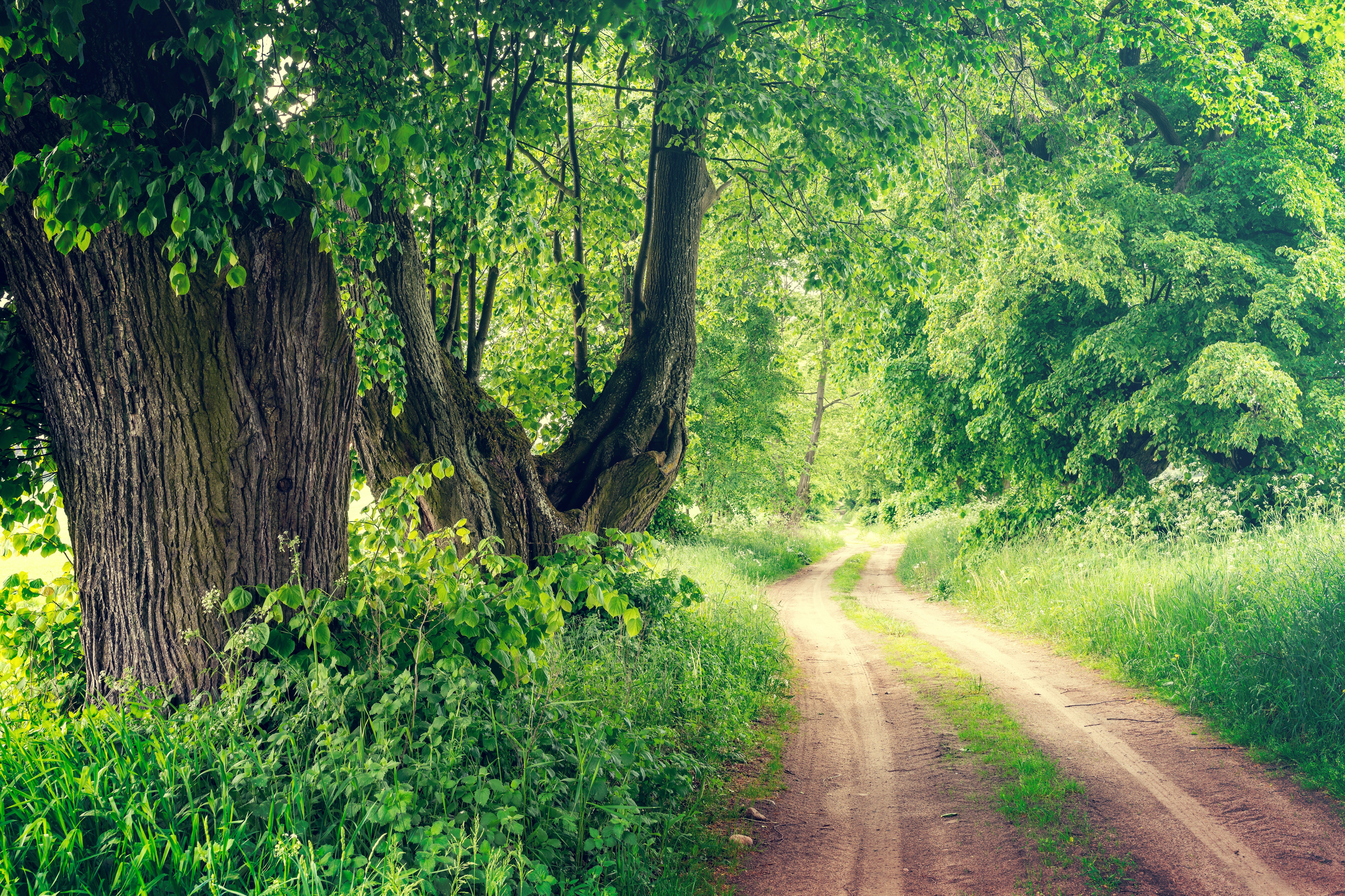 Sunlit Woodland Path: A Quiet Ascent Through Verdant Trails