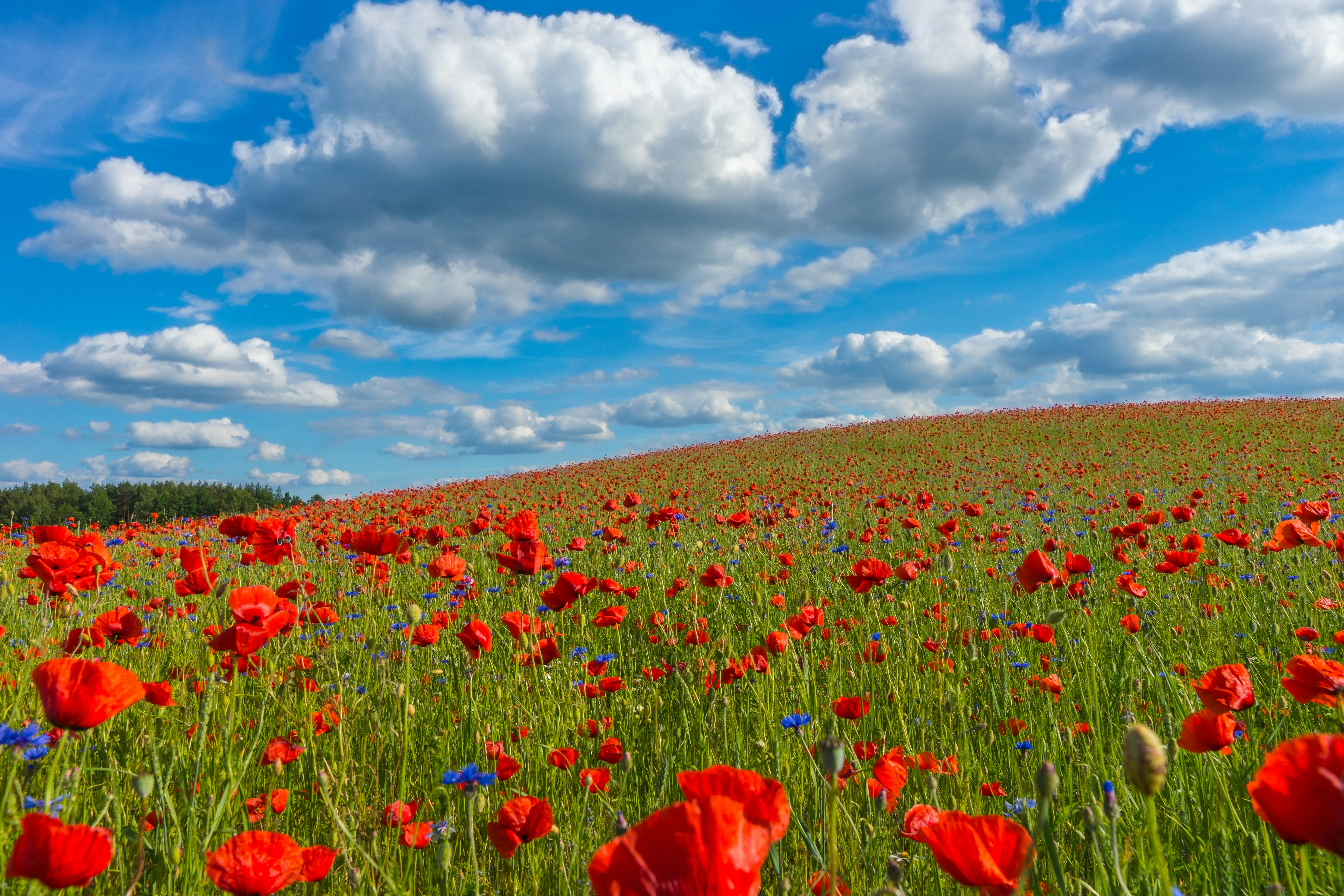 Vivid poppy field under a bright blue sky with fluffy clouds; the foreground is dotted with red blossoms and occasional blue wildflowers, extending toward a gentle slope.