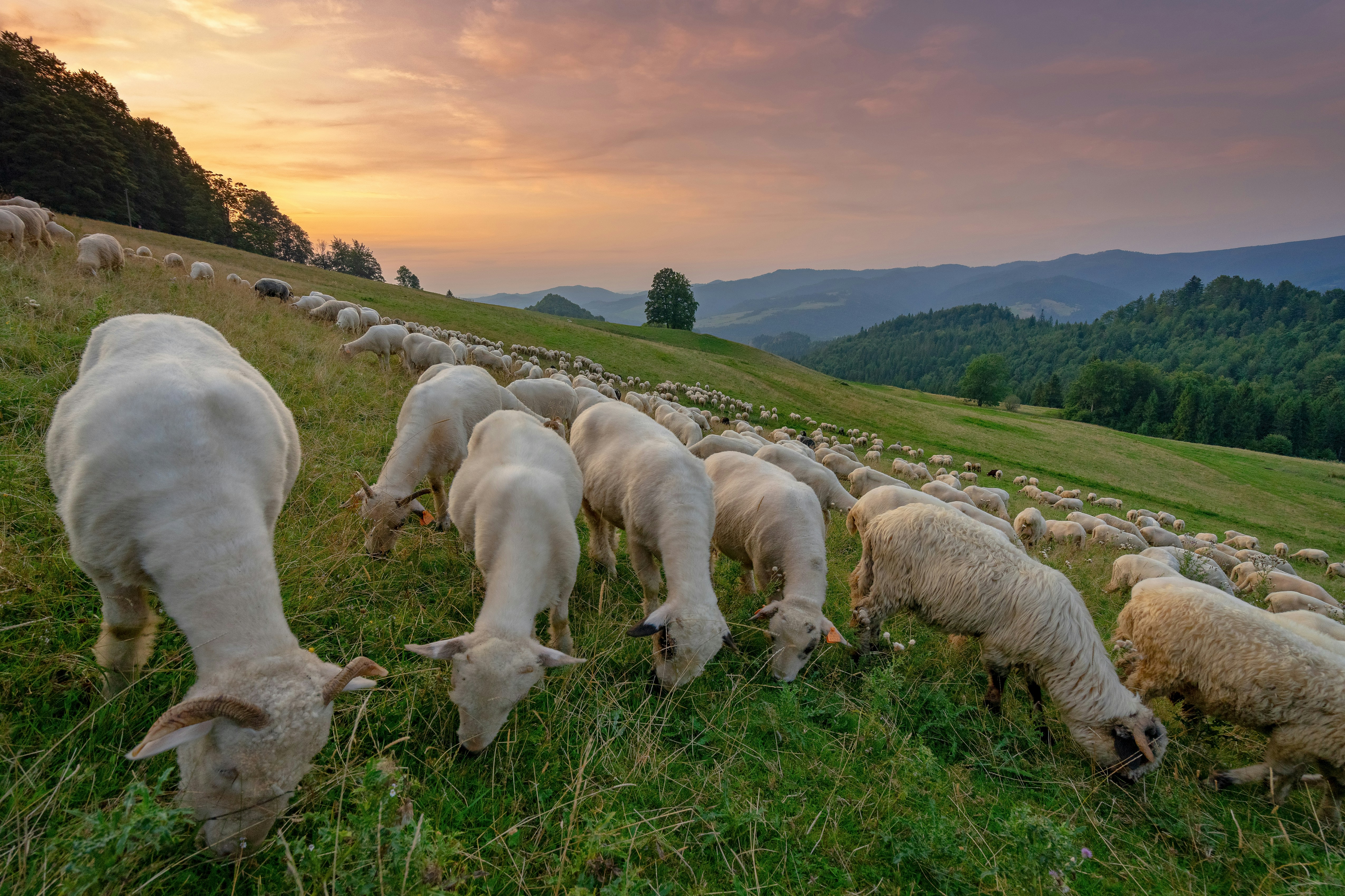 Pasture Chorus: A Flock Grazes at Sunset in Rolling Hills