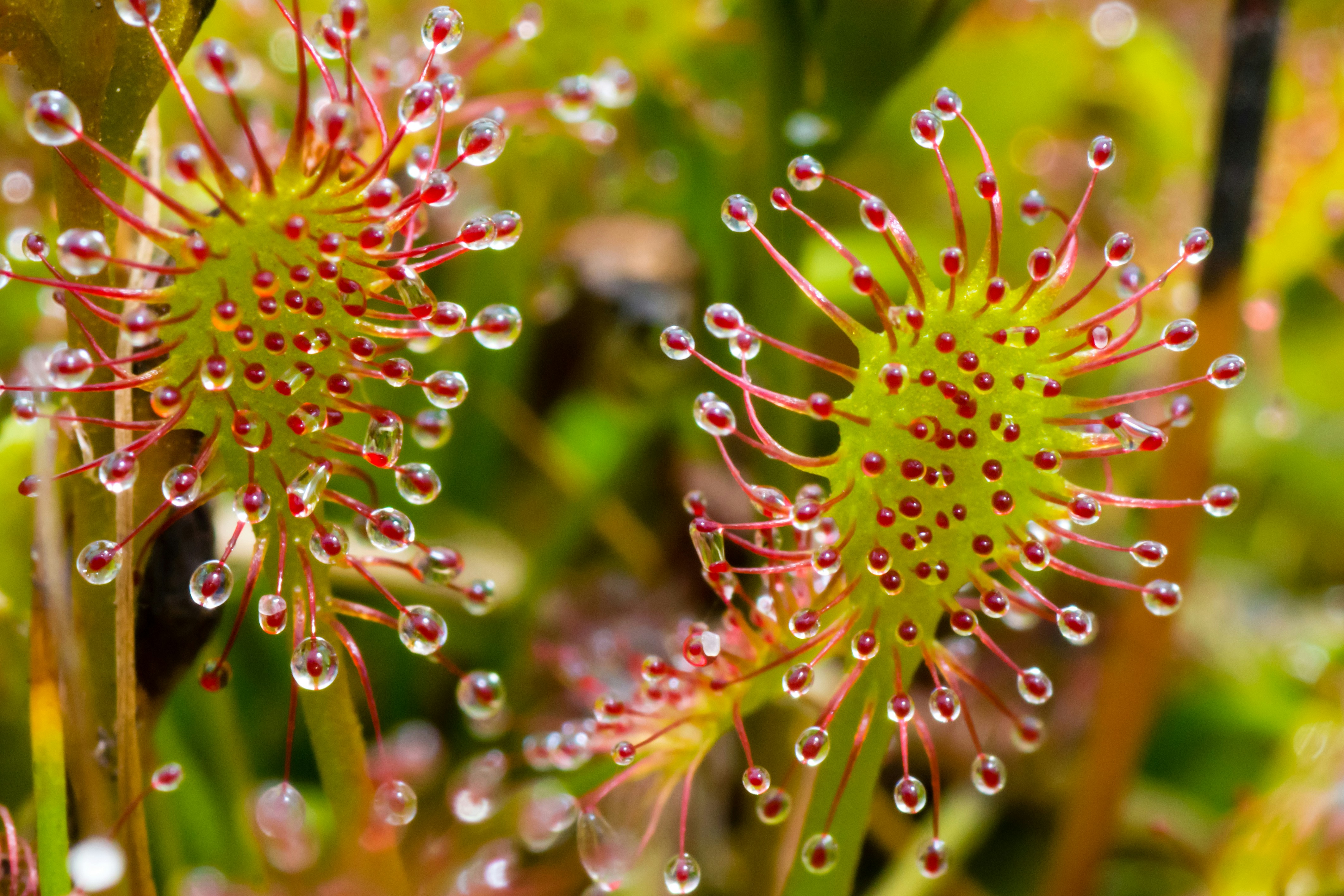 Droplet Rosettes: Dew-kissed Venus Flytraps in Focus