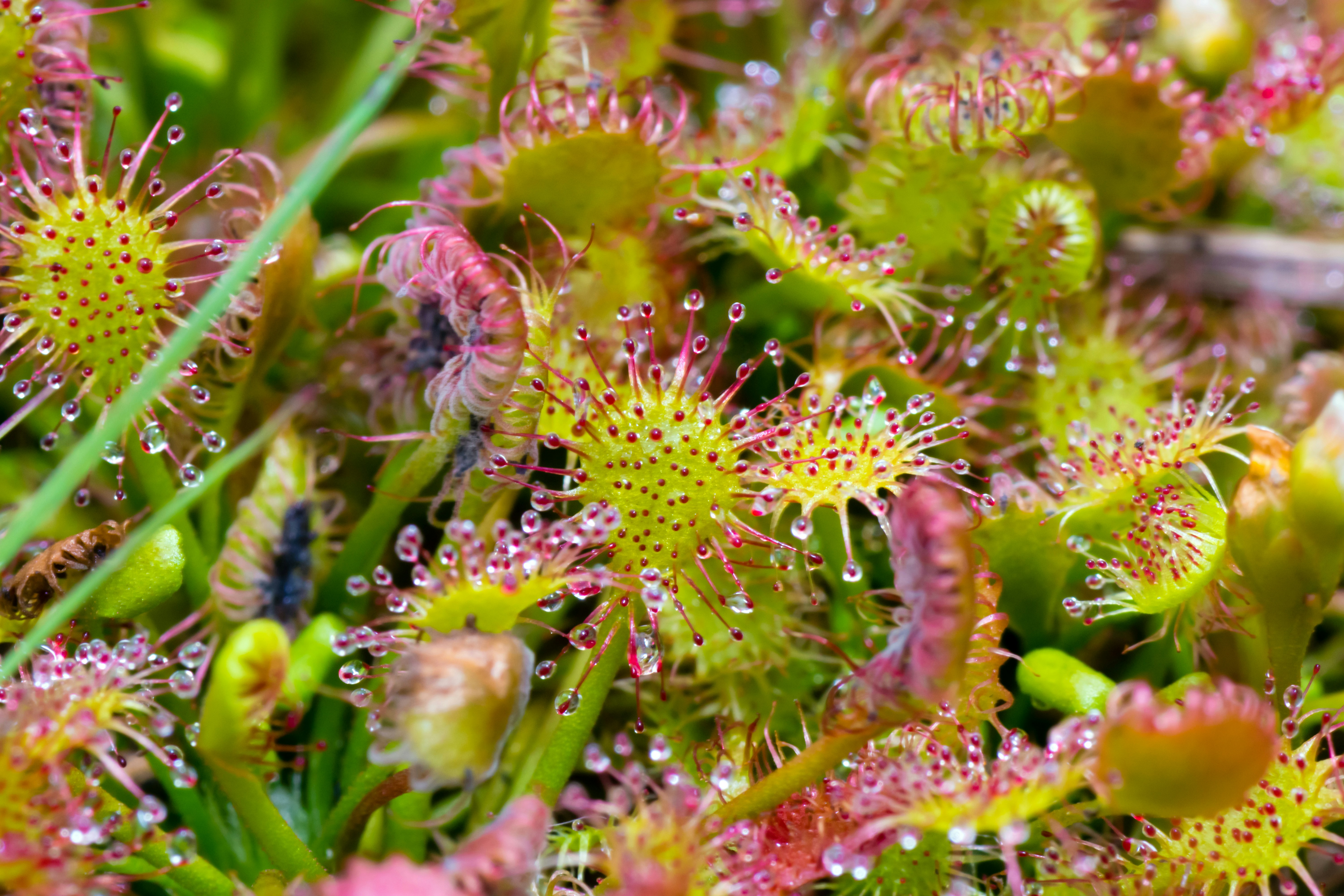 Dew-kissed Venus Flytraps in a Neon Green Meadow