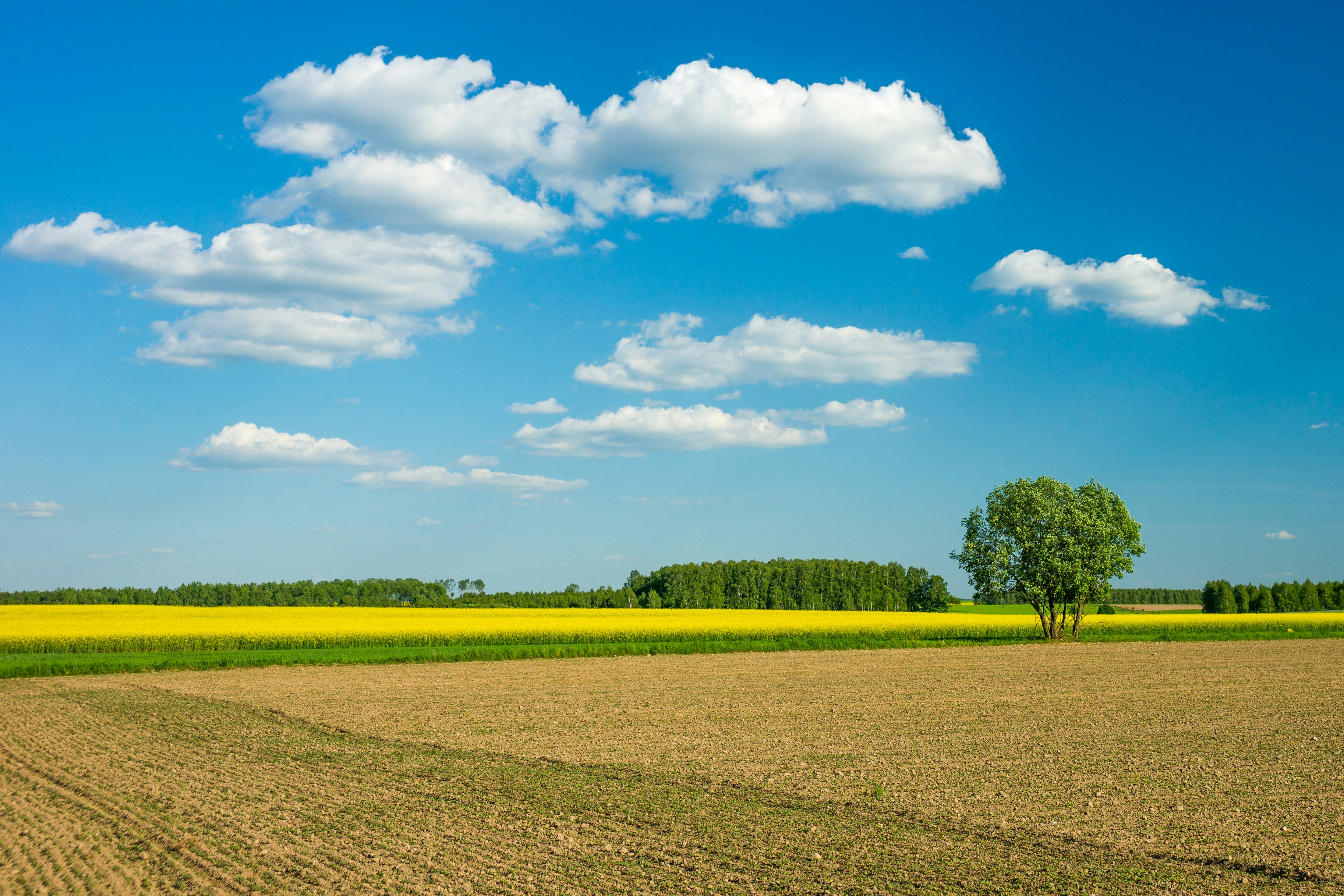 Golden Field Under a Sky of Puffy Clouds