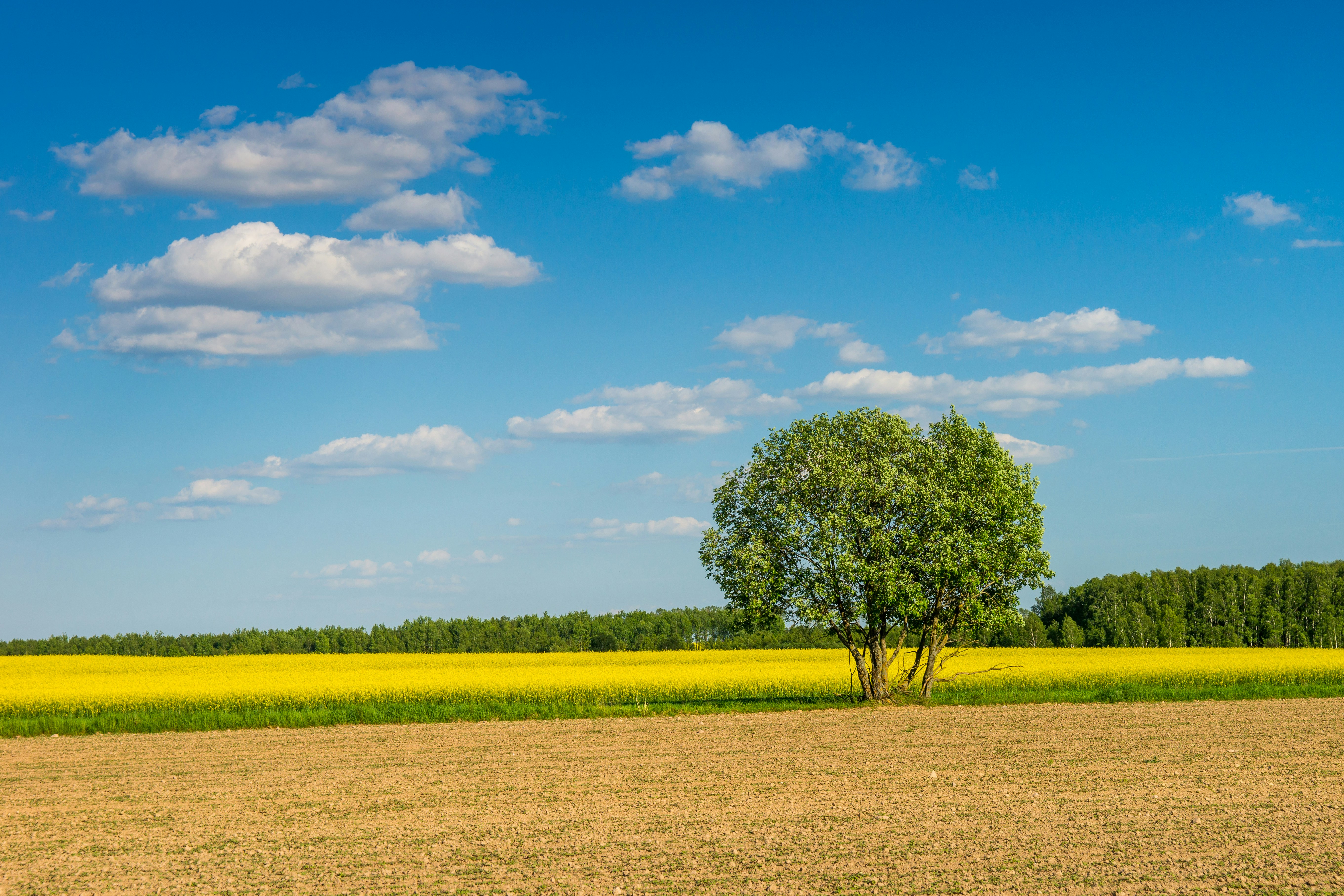 Golden field with a solitary tree under a clear blue sky; a calm rural landscape emphasizing open space and color contrast.