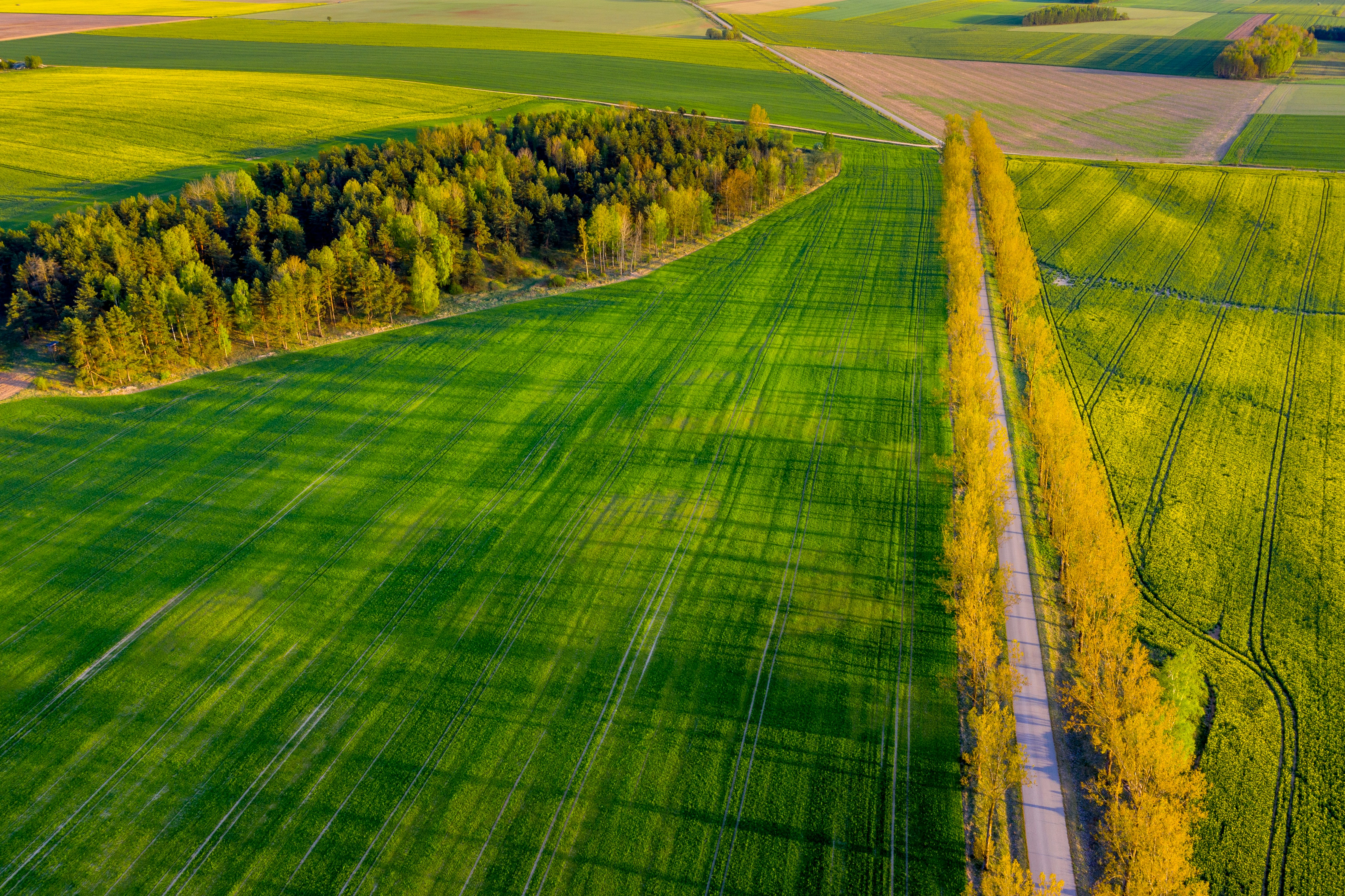 A Quiet Corridor of Green and Gold