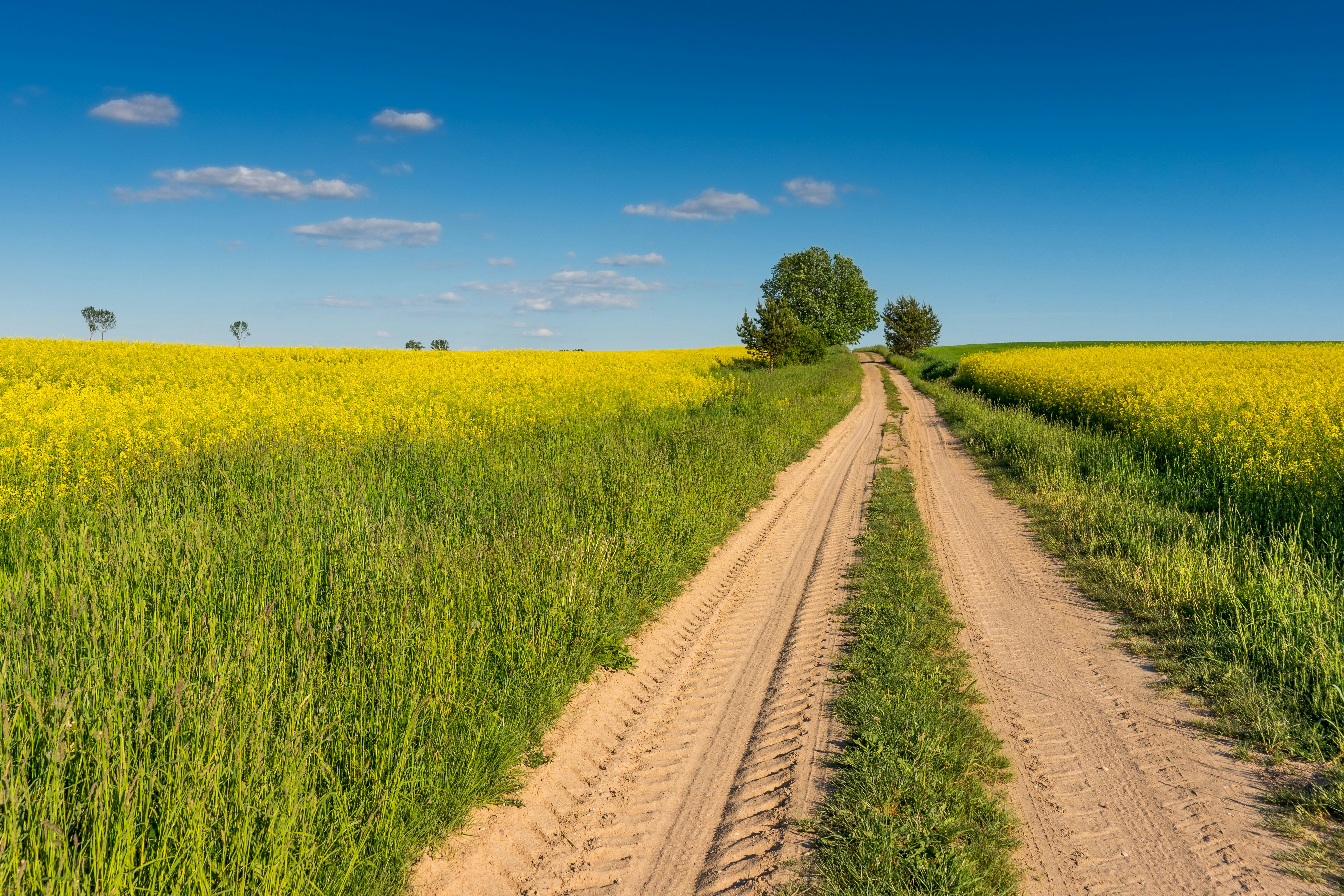 Golden Track: A Sunlit Path Through Canola and Sky