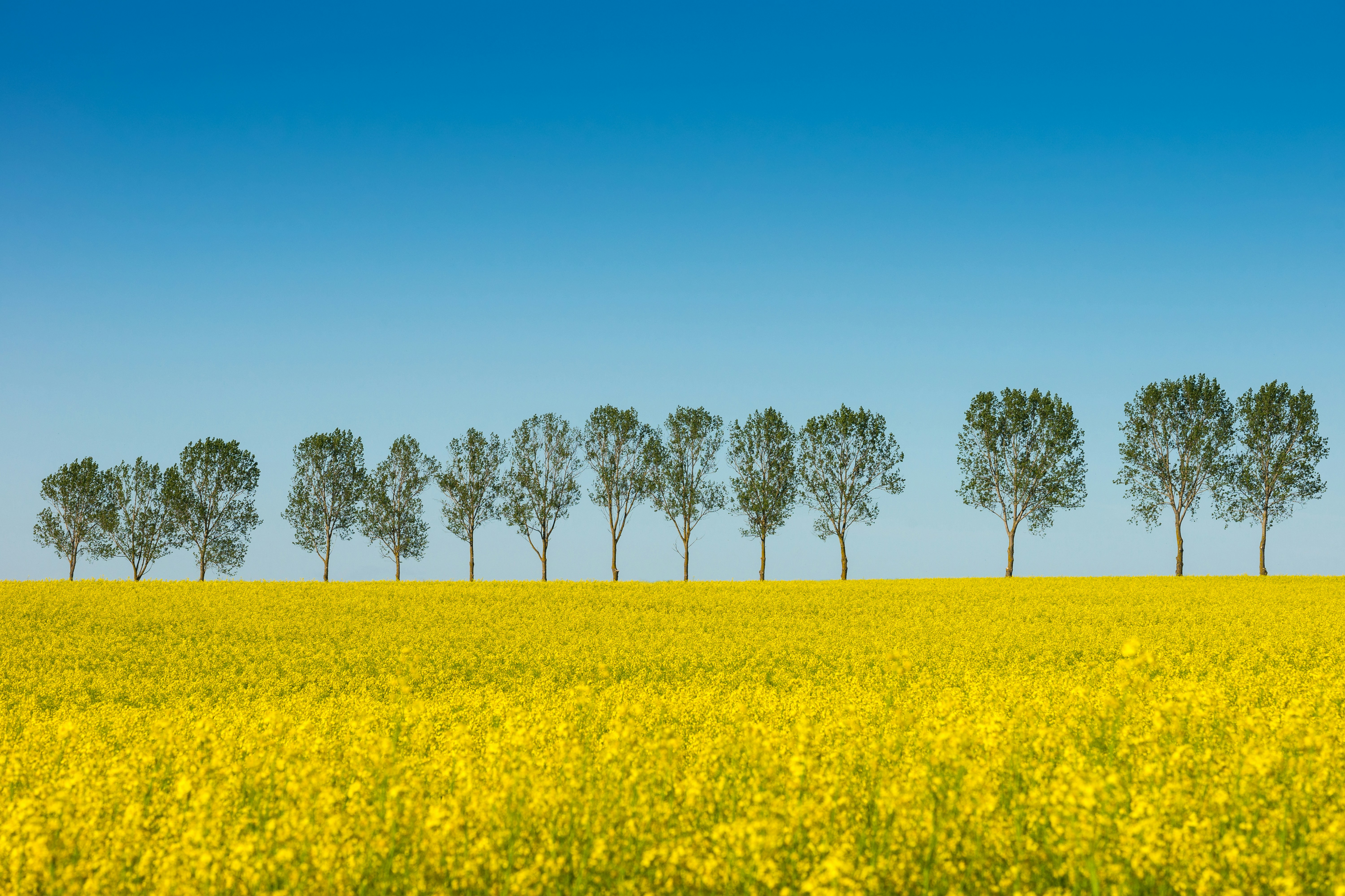Bright canola field stretches to a line of trees beneath a crisp blue sky; a rural landscape emphasizing depth and contrast.