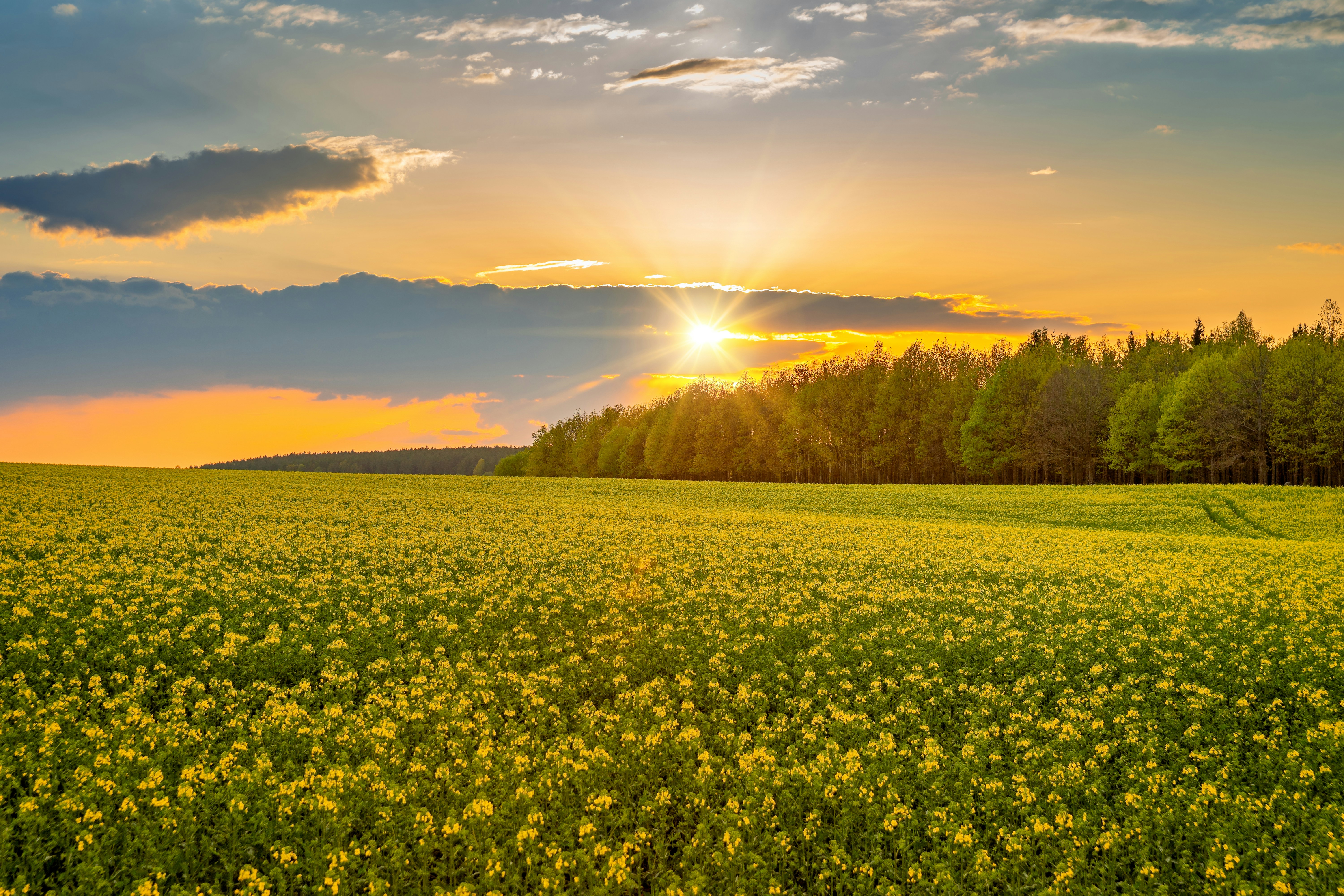Sunburst Over a Golden Sea of Canola