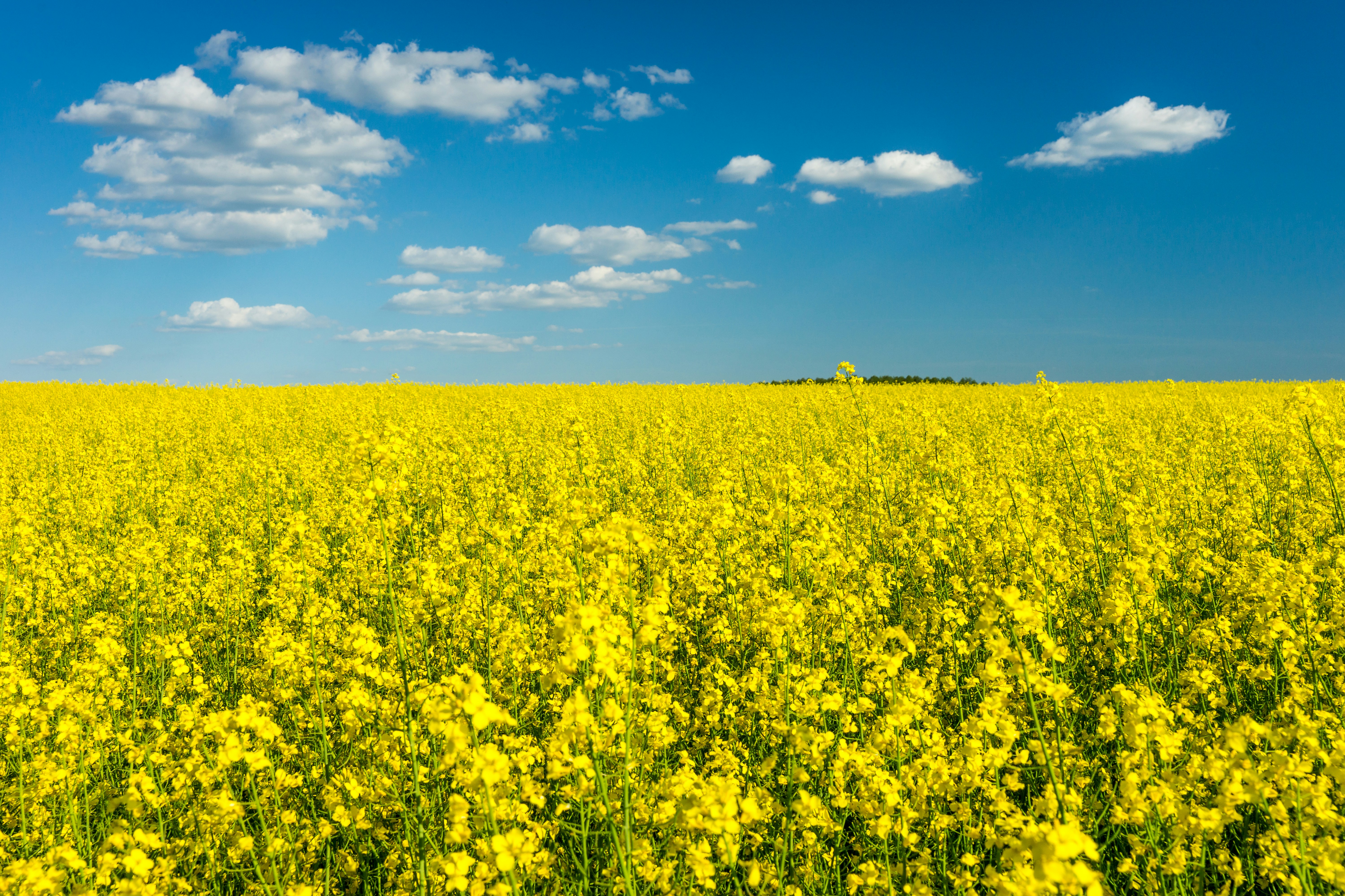 Golden Field Under a Crystalline Sky