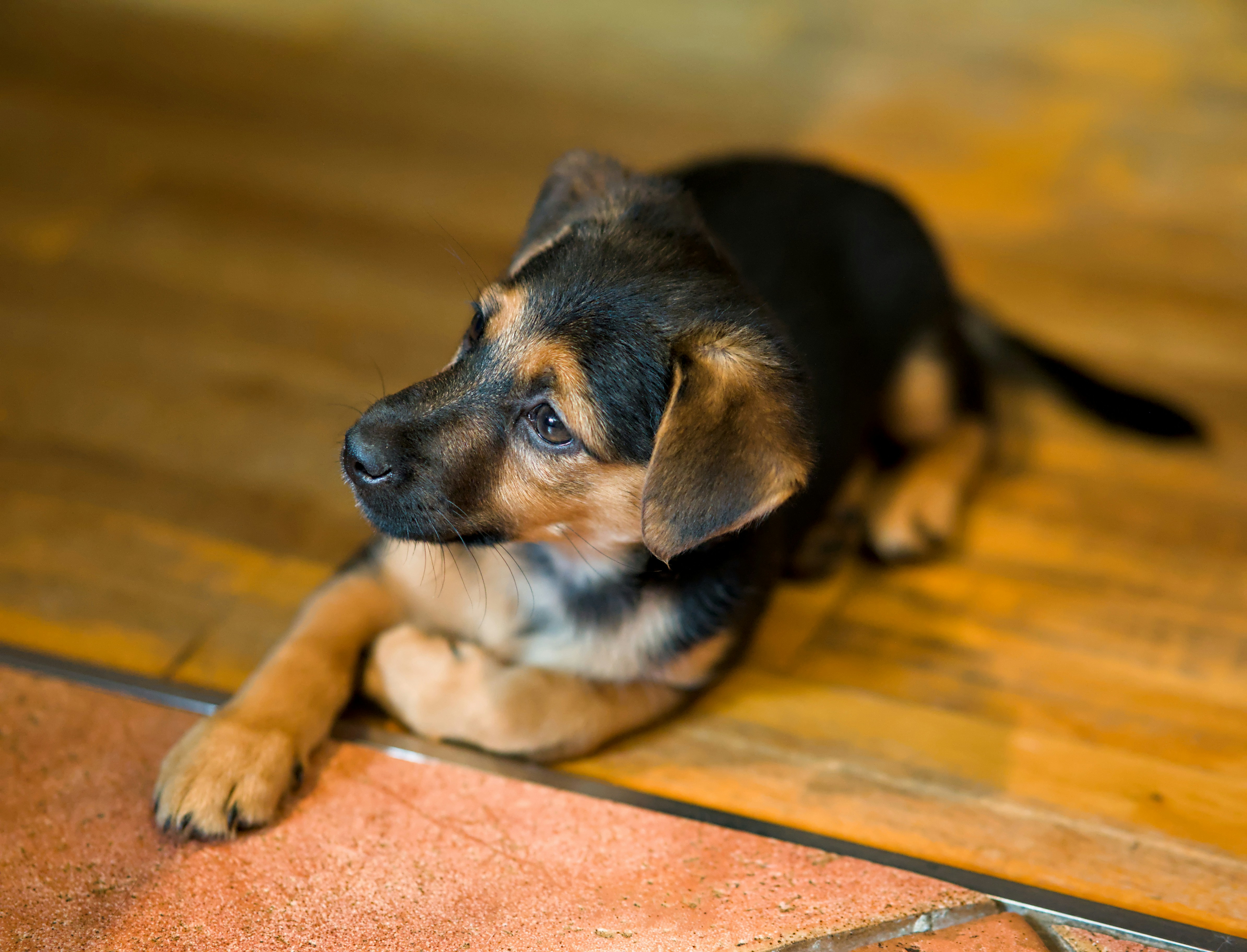 Curious Pup on a Warm Wooden Stage
