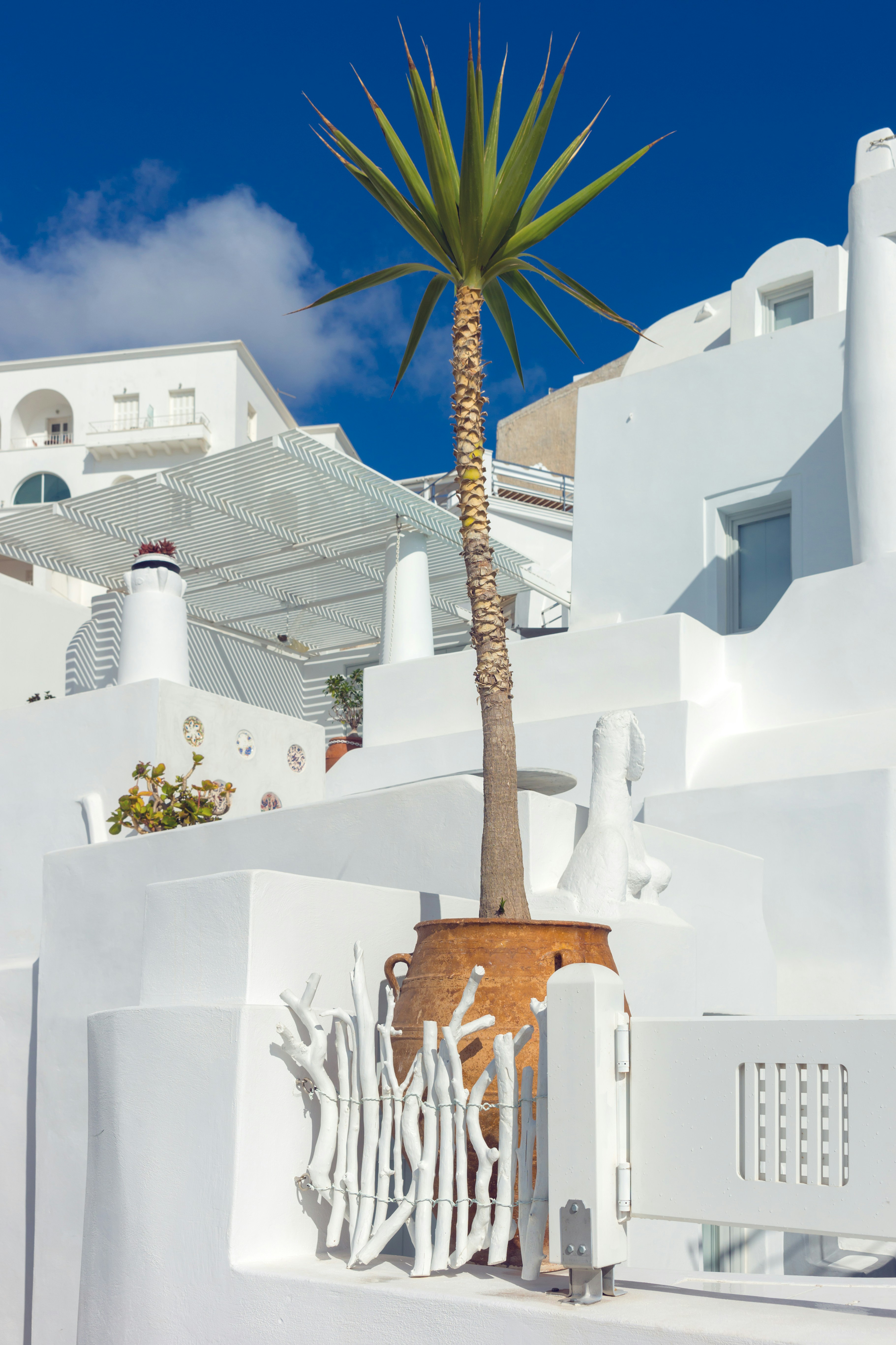 Deserted white-washed terraces cradle a lone palm under a cobalt sky