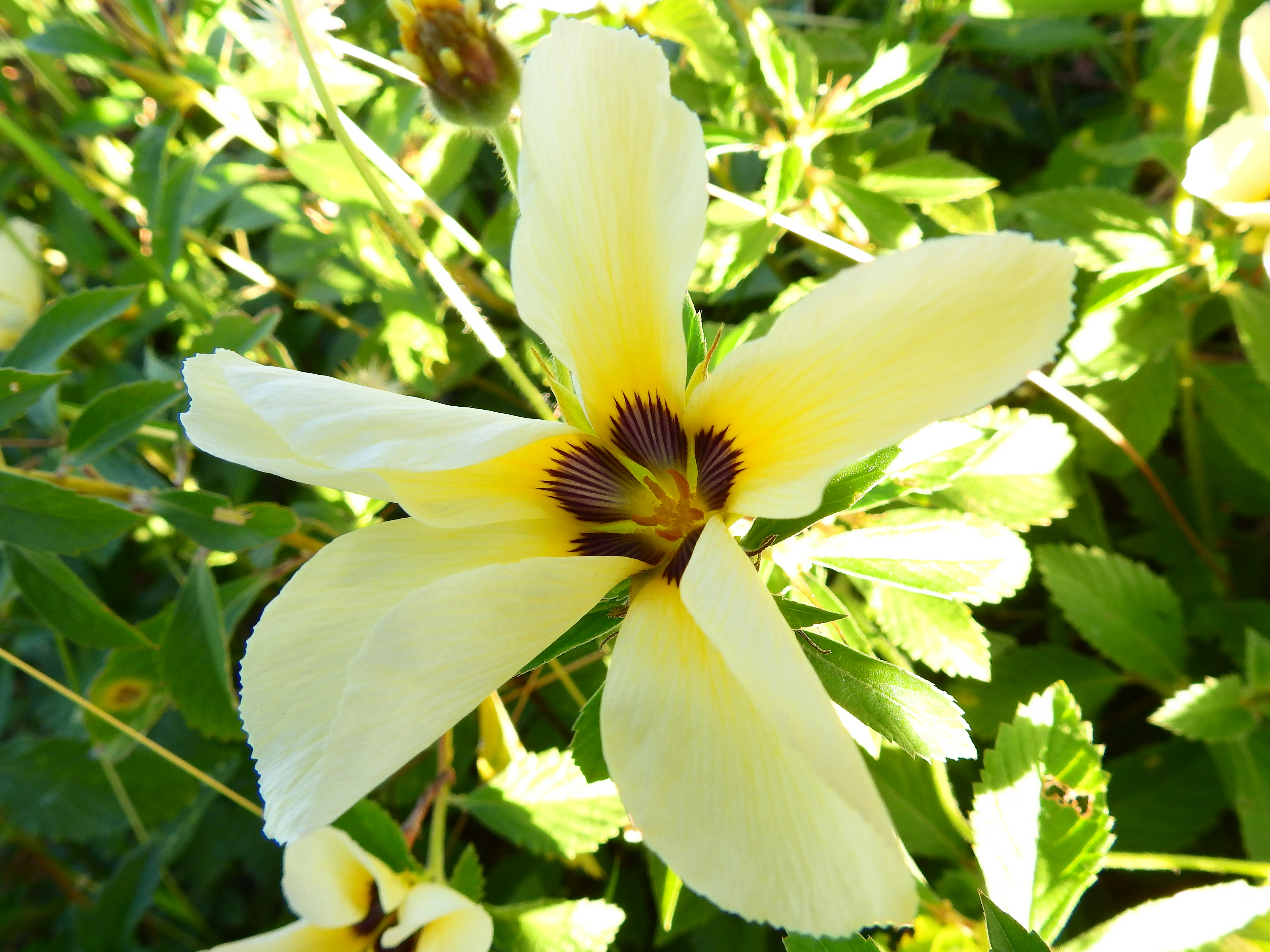 Yellow Petal Blossom with Dark-Centered Centerburst in Sunlit Foliage