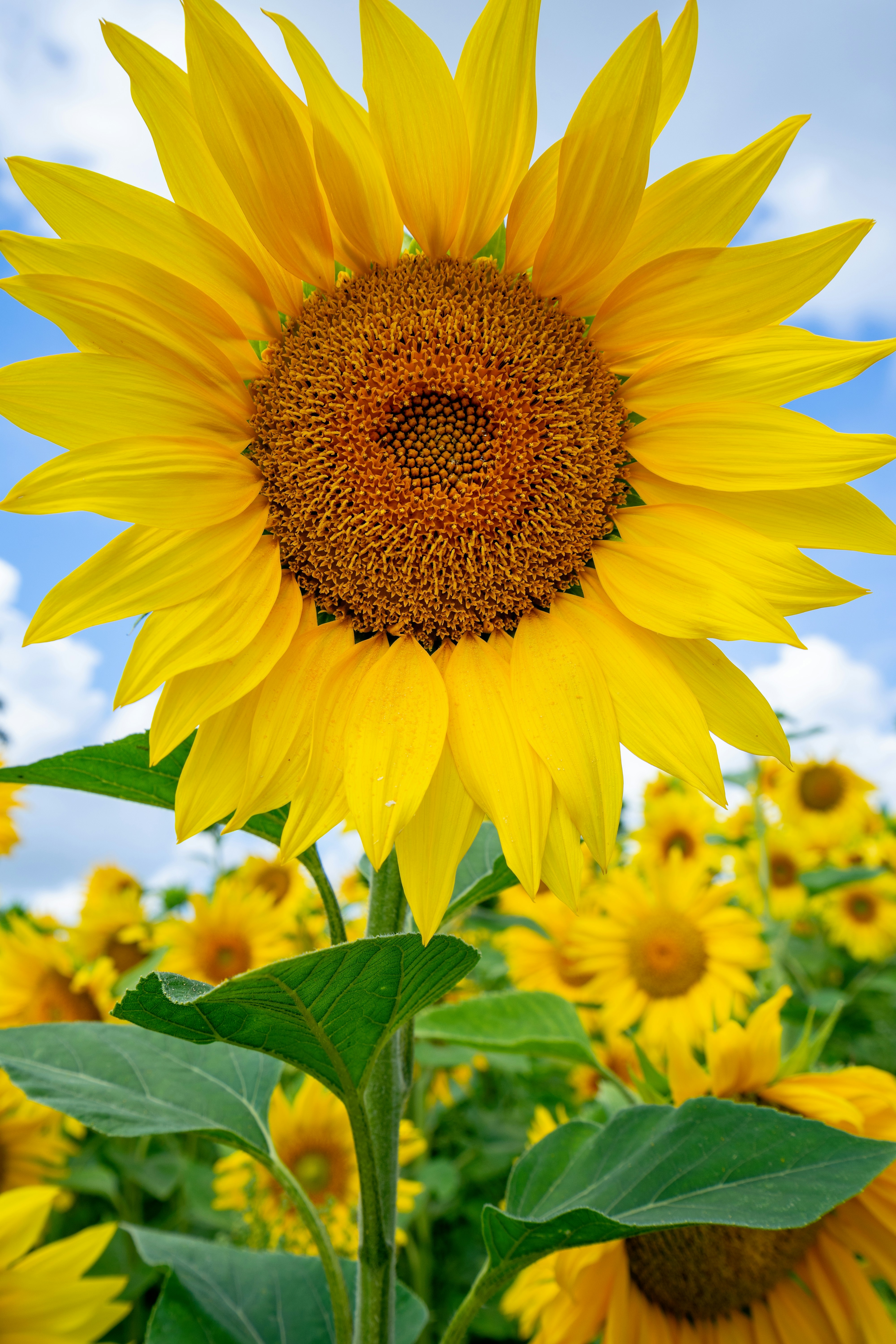 Sunlit Heart of a Field: A Single Sunflower in Focus