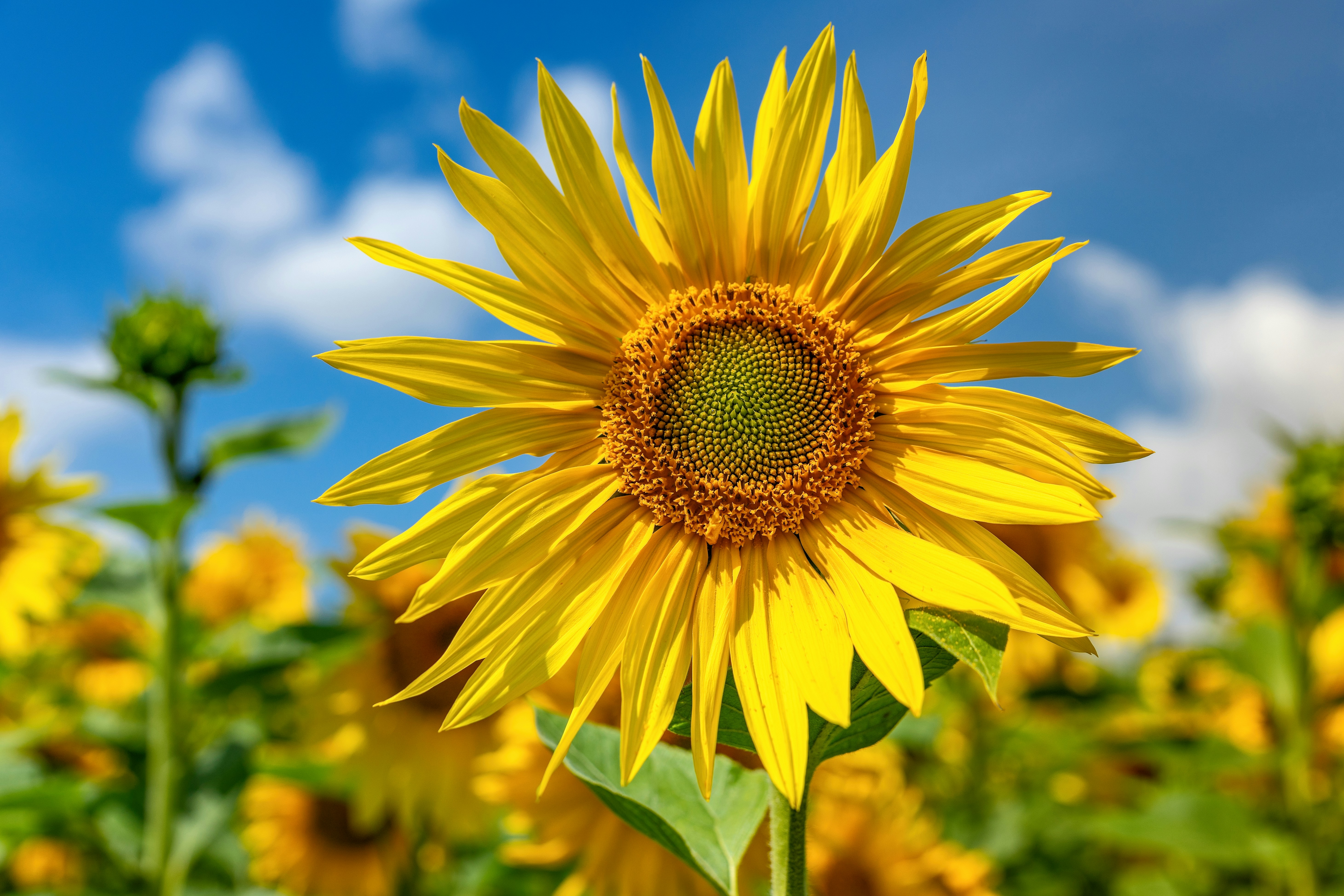 Sunlit Centerstage: A Bold Sunflower in a Sea of Yellow