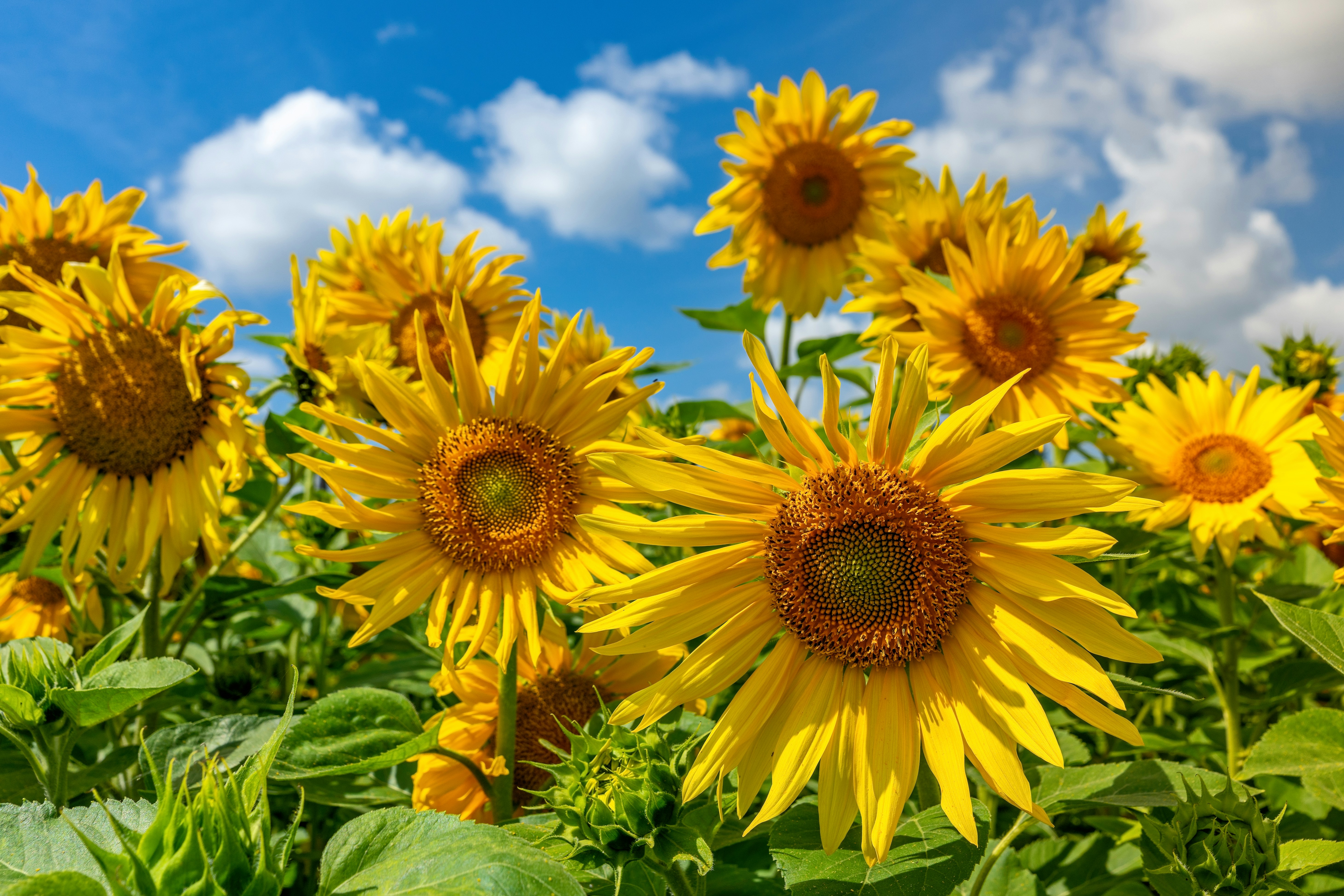 Sunlit Constellation: A Field of Radiant Sunflowers