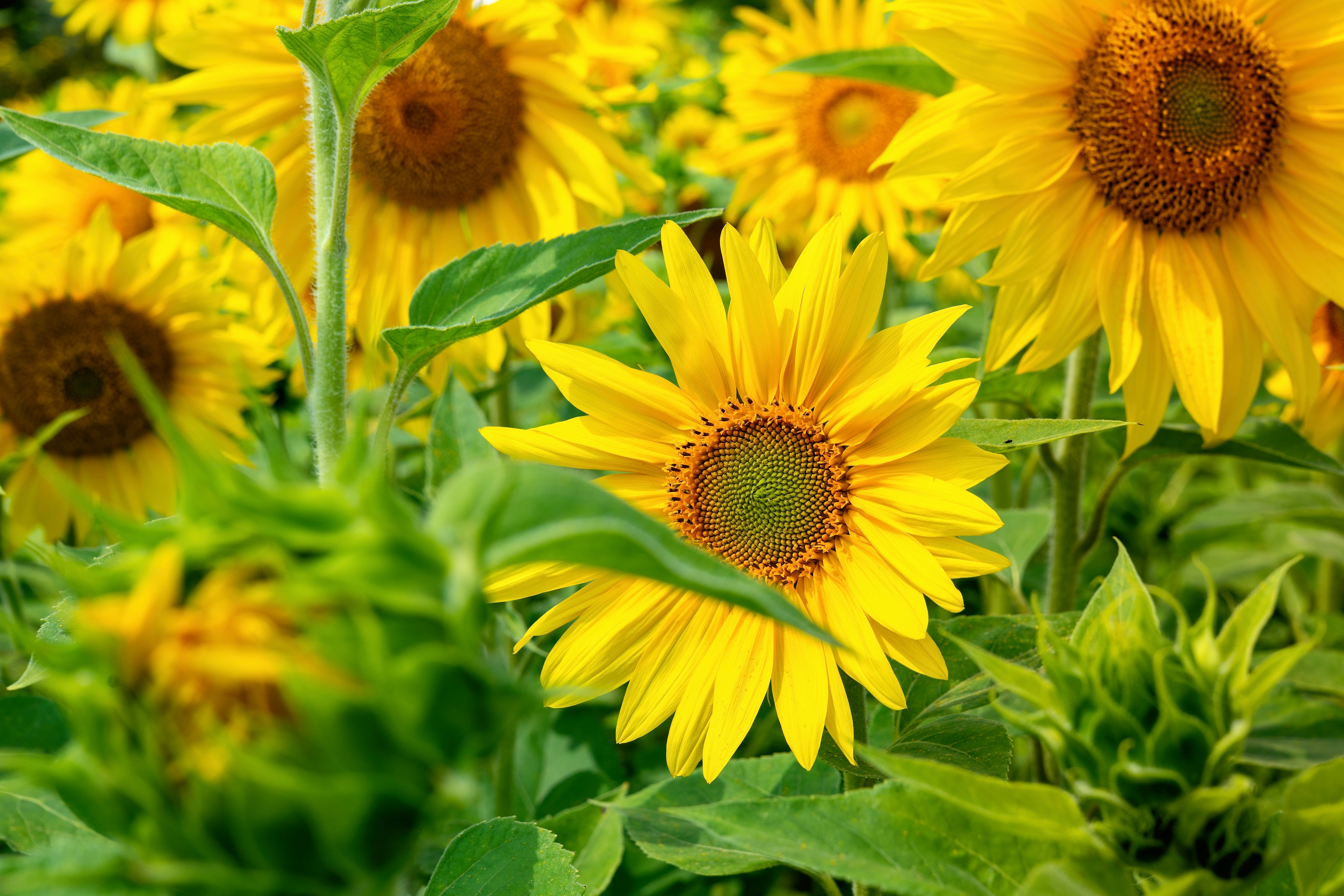 Sunlit Centerstage: A Field of Golden Faces with a Dominant Yellow Bloom