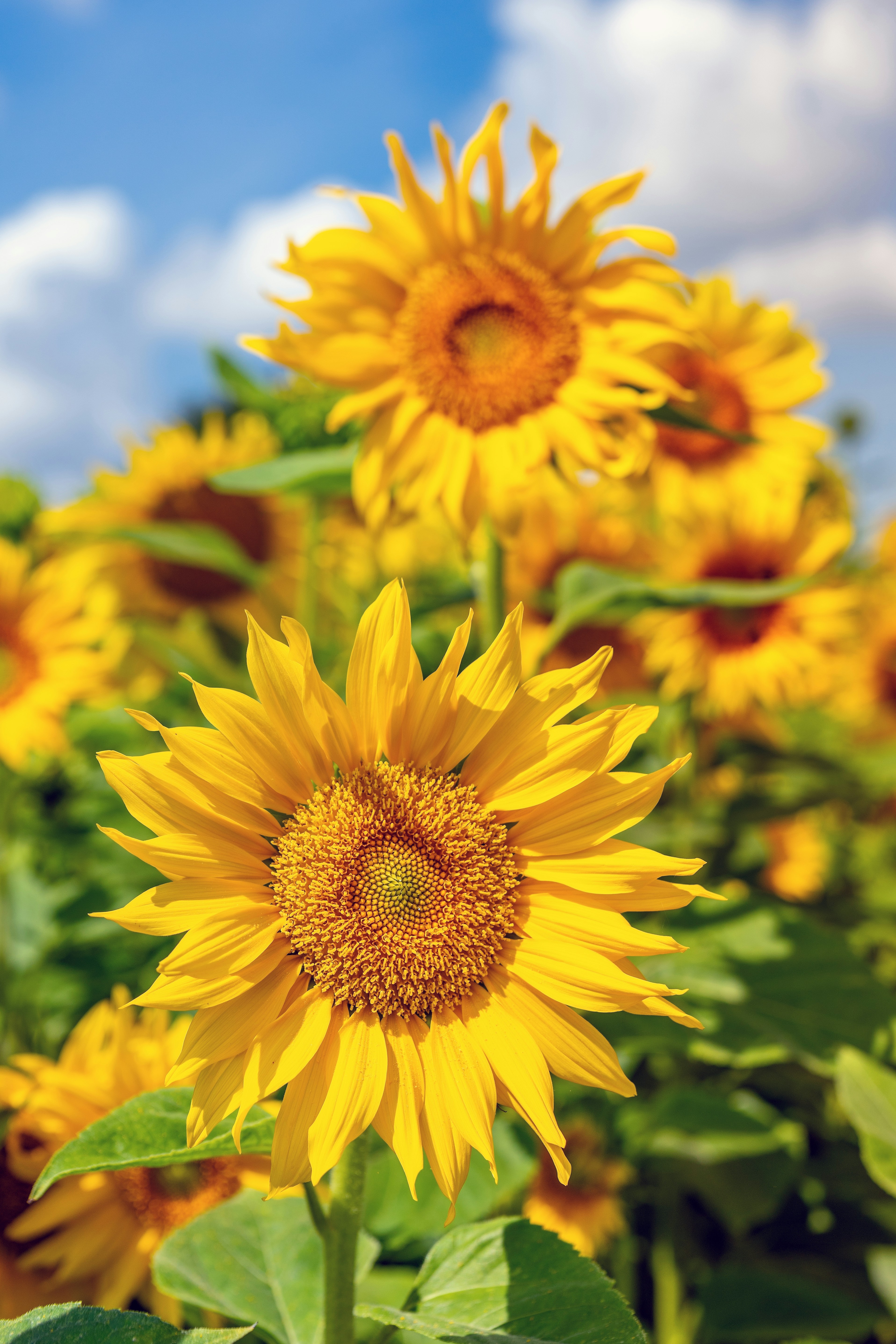 Sun-kissed Axes: A Field of Golden Blossoms in Focus