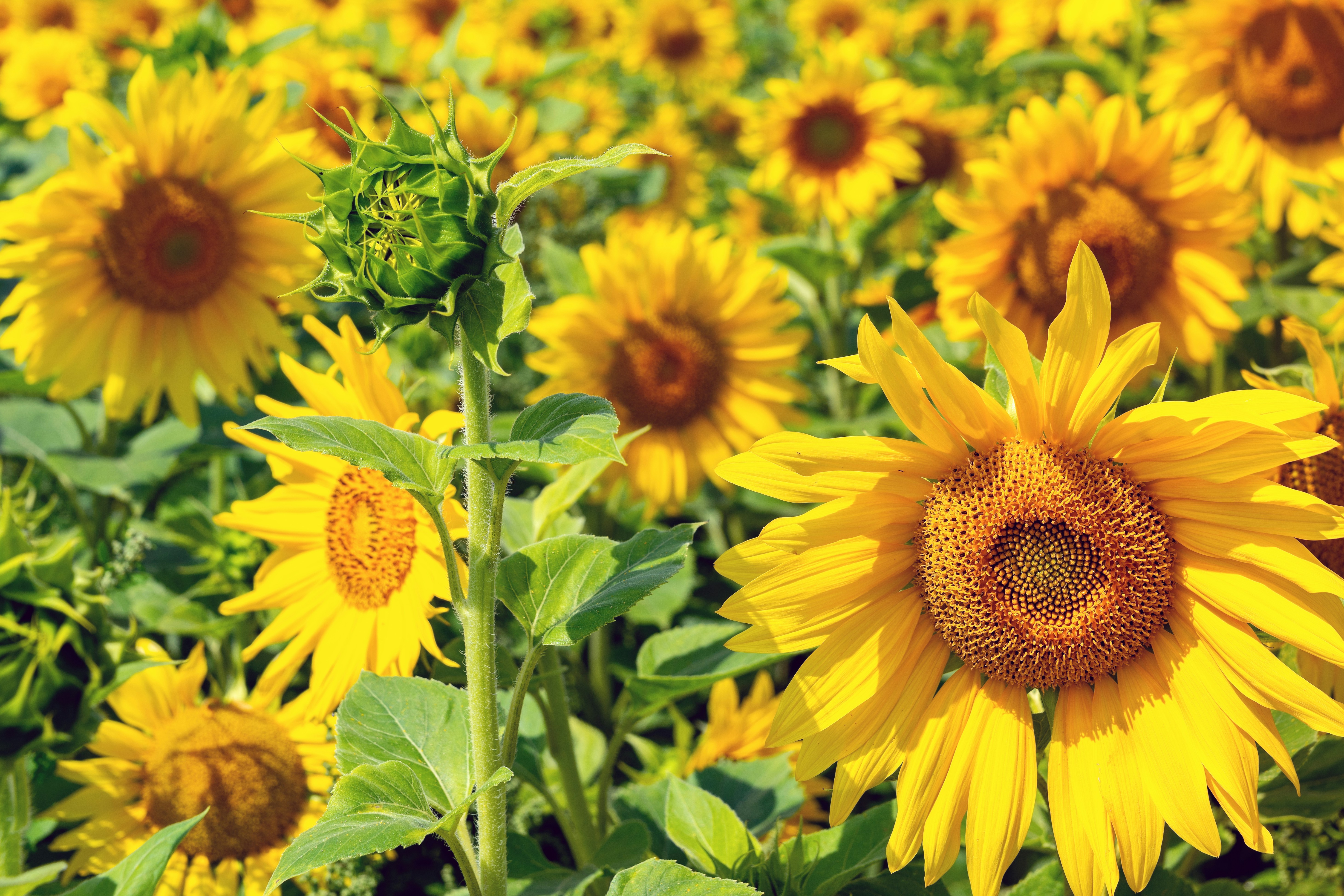 Sunlit Sunflowers: A Field of Golden Heads Under Bright Sky