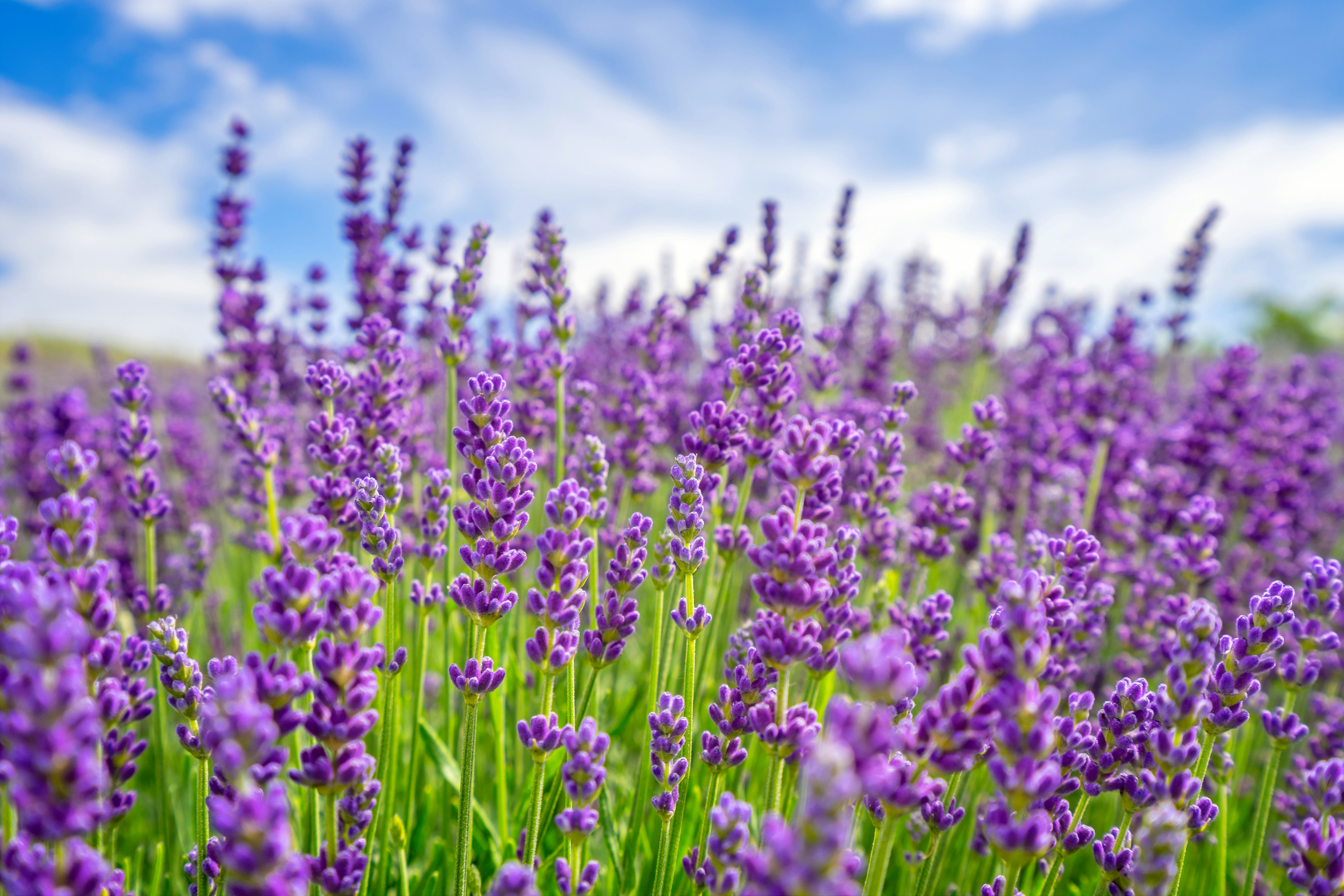Lavender in Bloom: a sea of purple under a bright blue sky