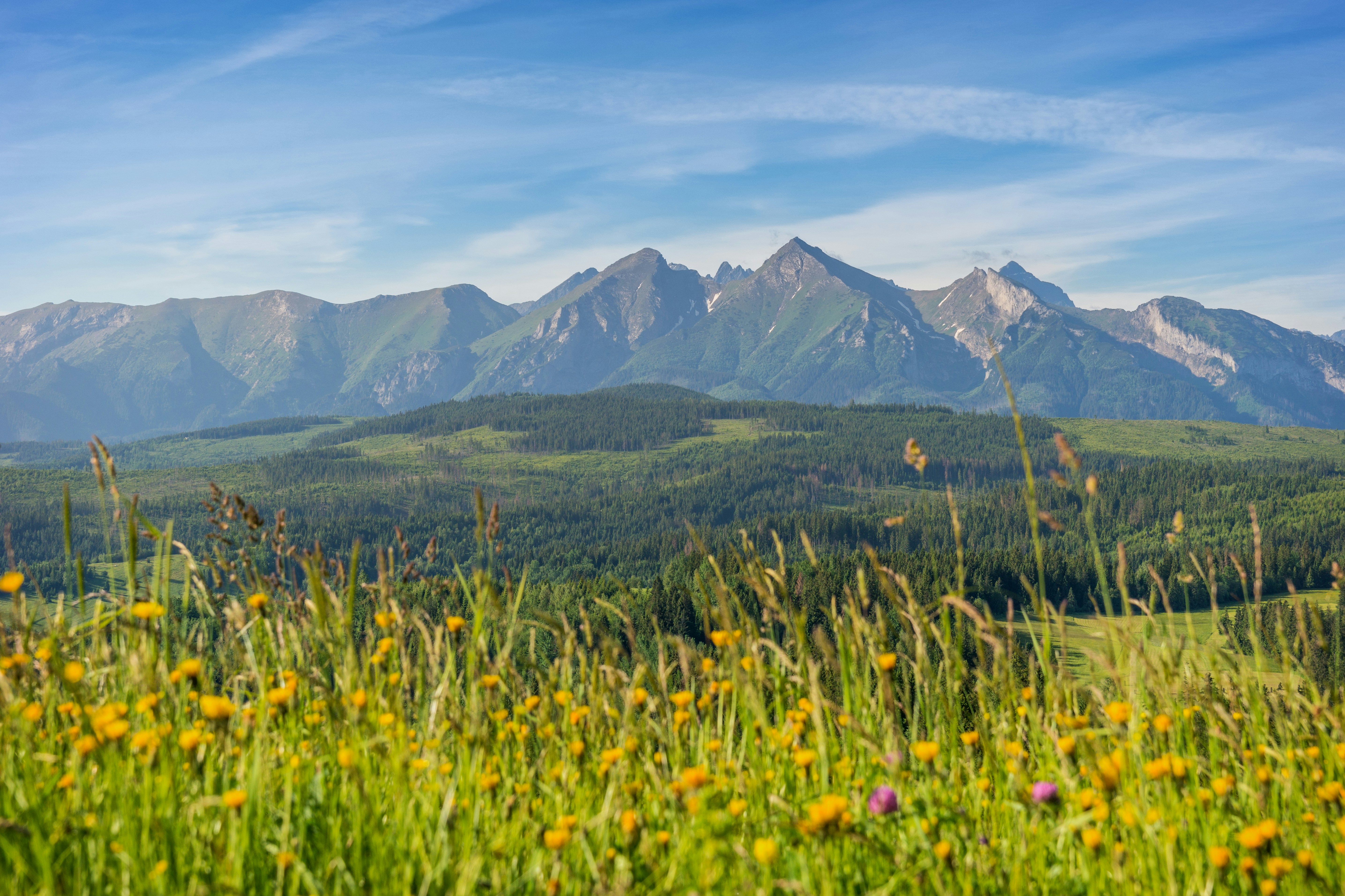 Grass-foreground to Snowcap Ridge: A Morning in the Valley