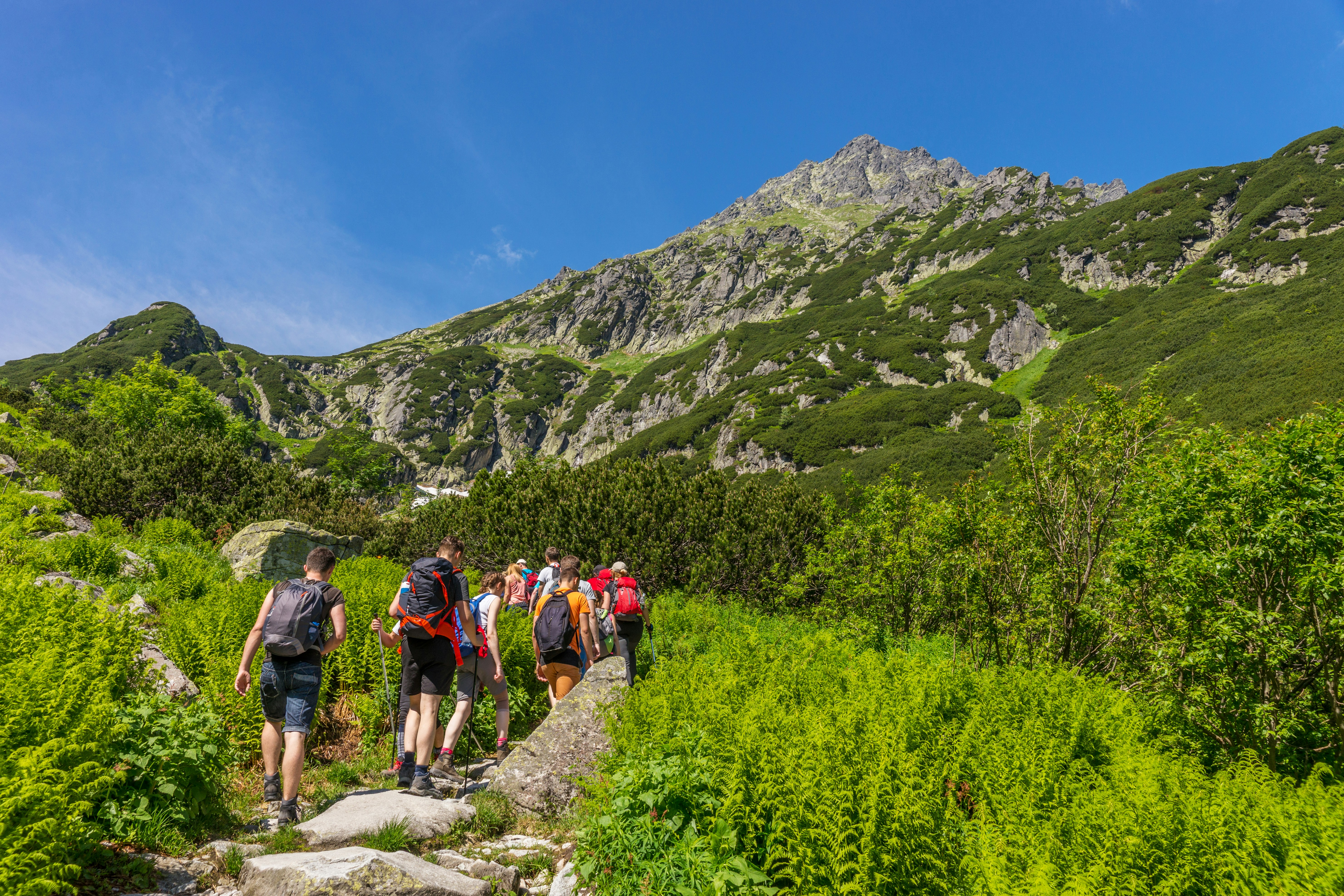 Trailbound Through the Alpine Brush
