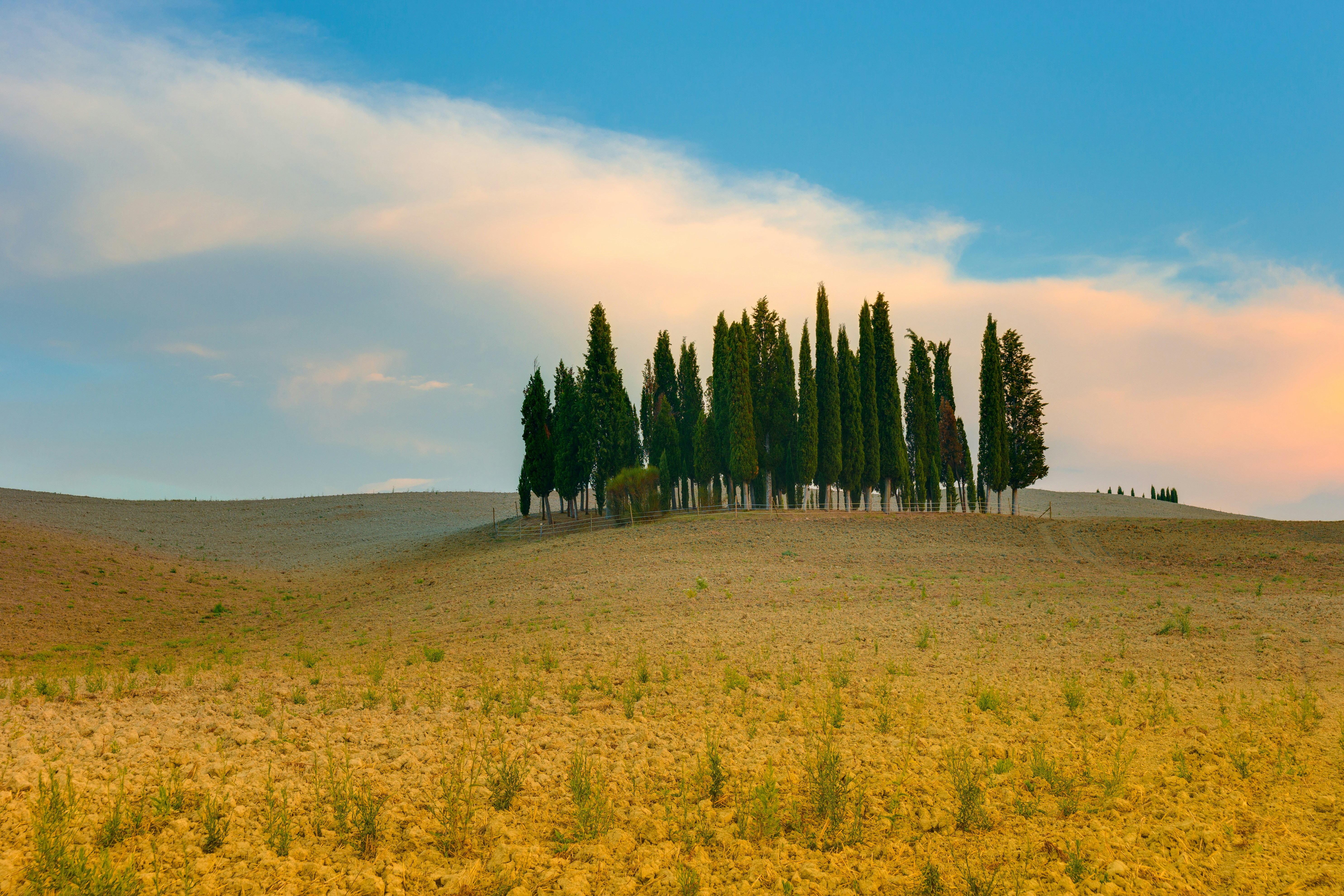 Tree Cluster on a Gentle Hill: A Quiet Tuscan-like Horizon