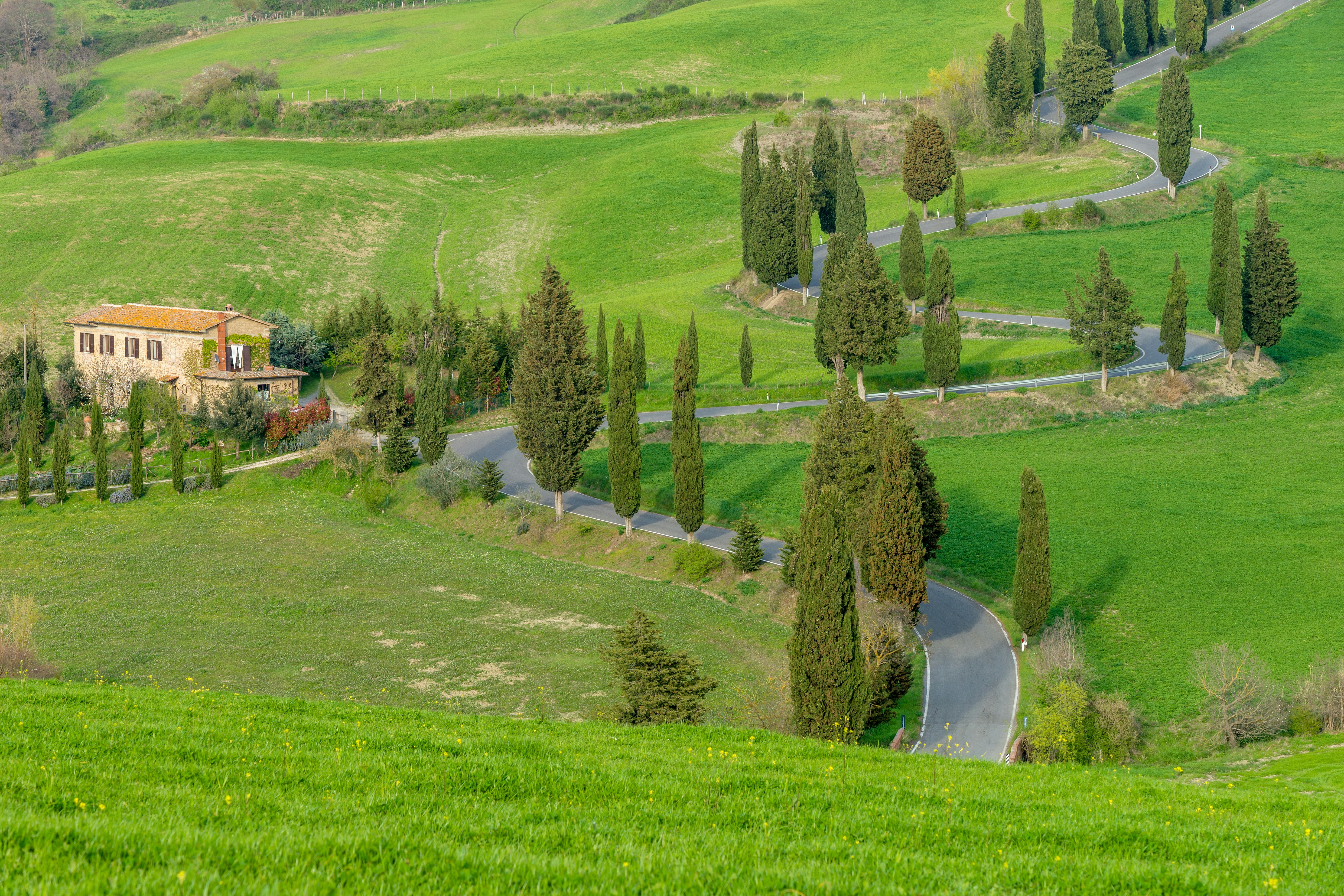 Serpentine Cypress Lane Winds Through Tuscan Hills