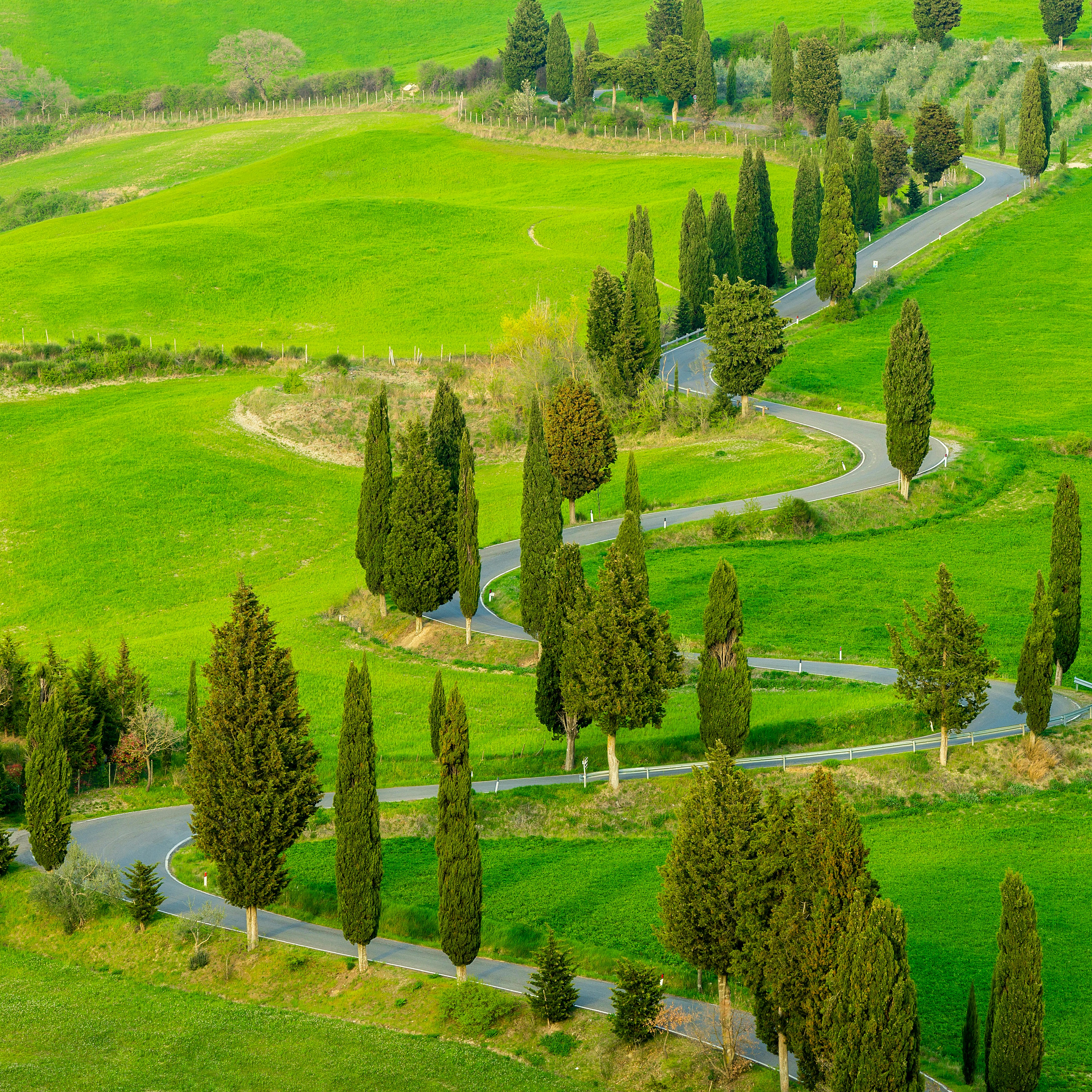 Cypress-lined Ribbon: A Winding Road through Tuscany-like Hills
