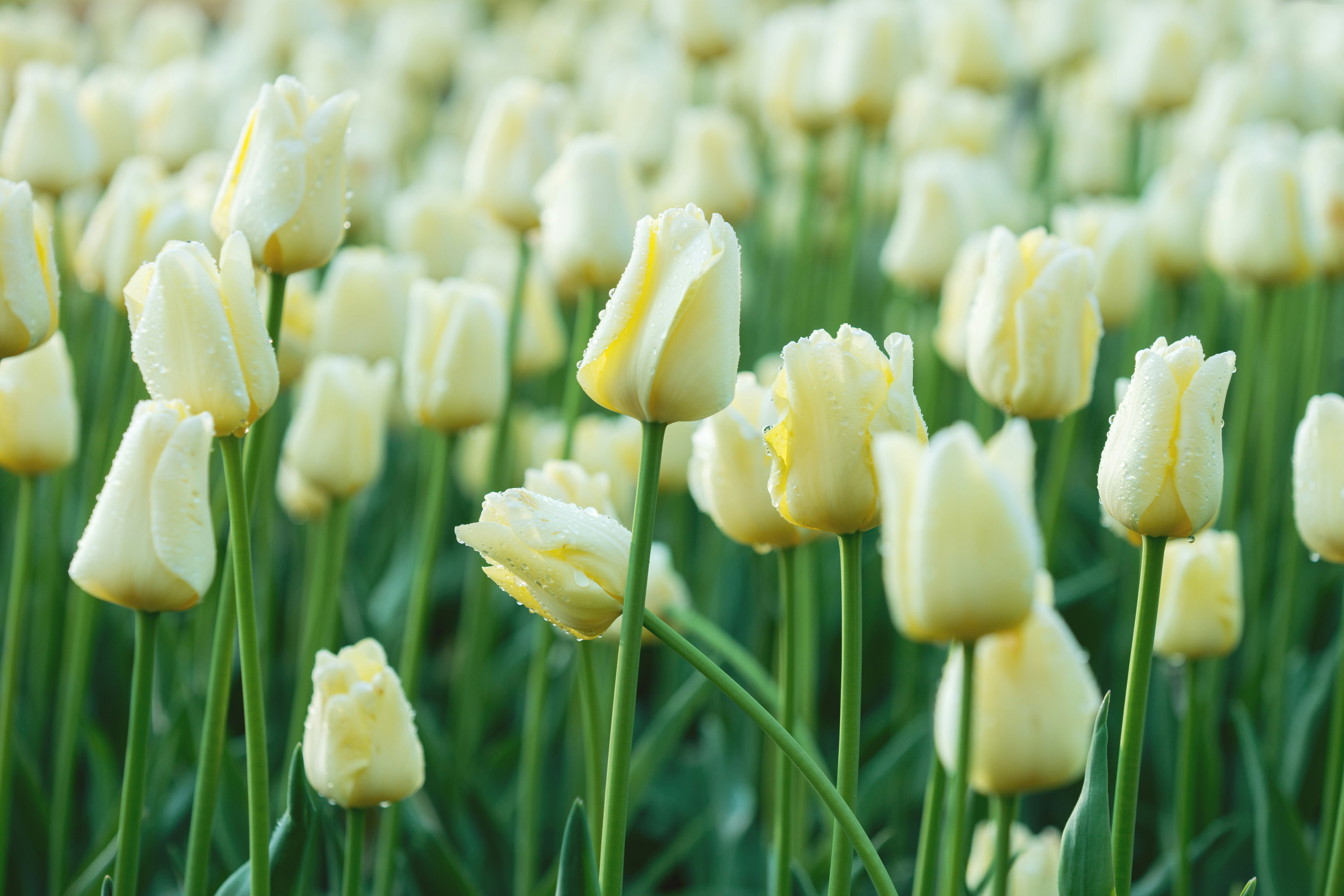 Silent Bloom: A Sea of Pale Yellow Tulips in Morning Light