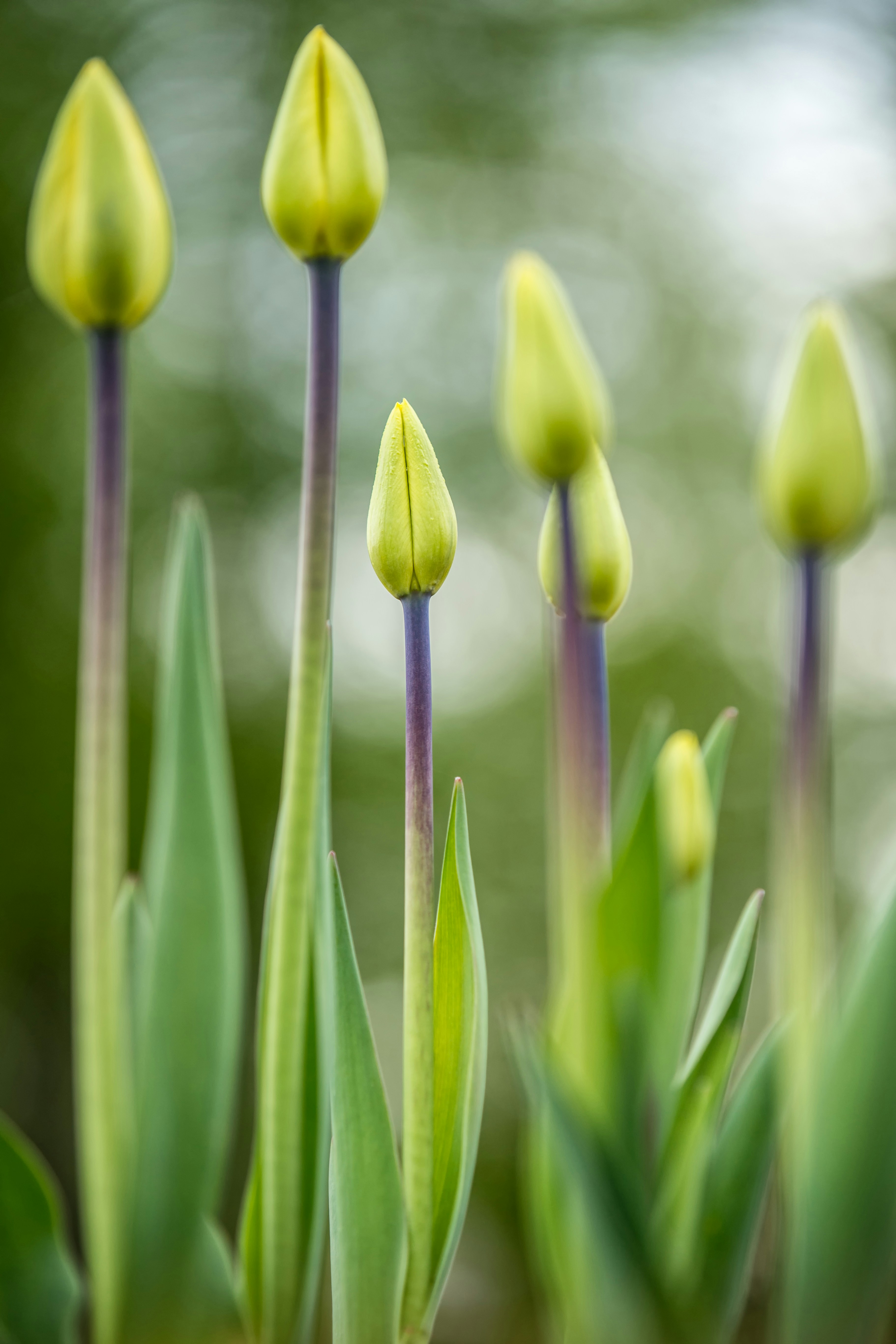 Emerald Buds Reaching Toward Spring Light