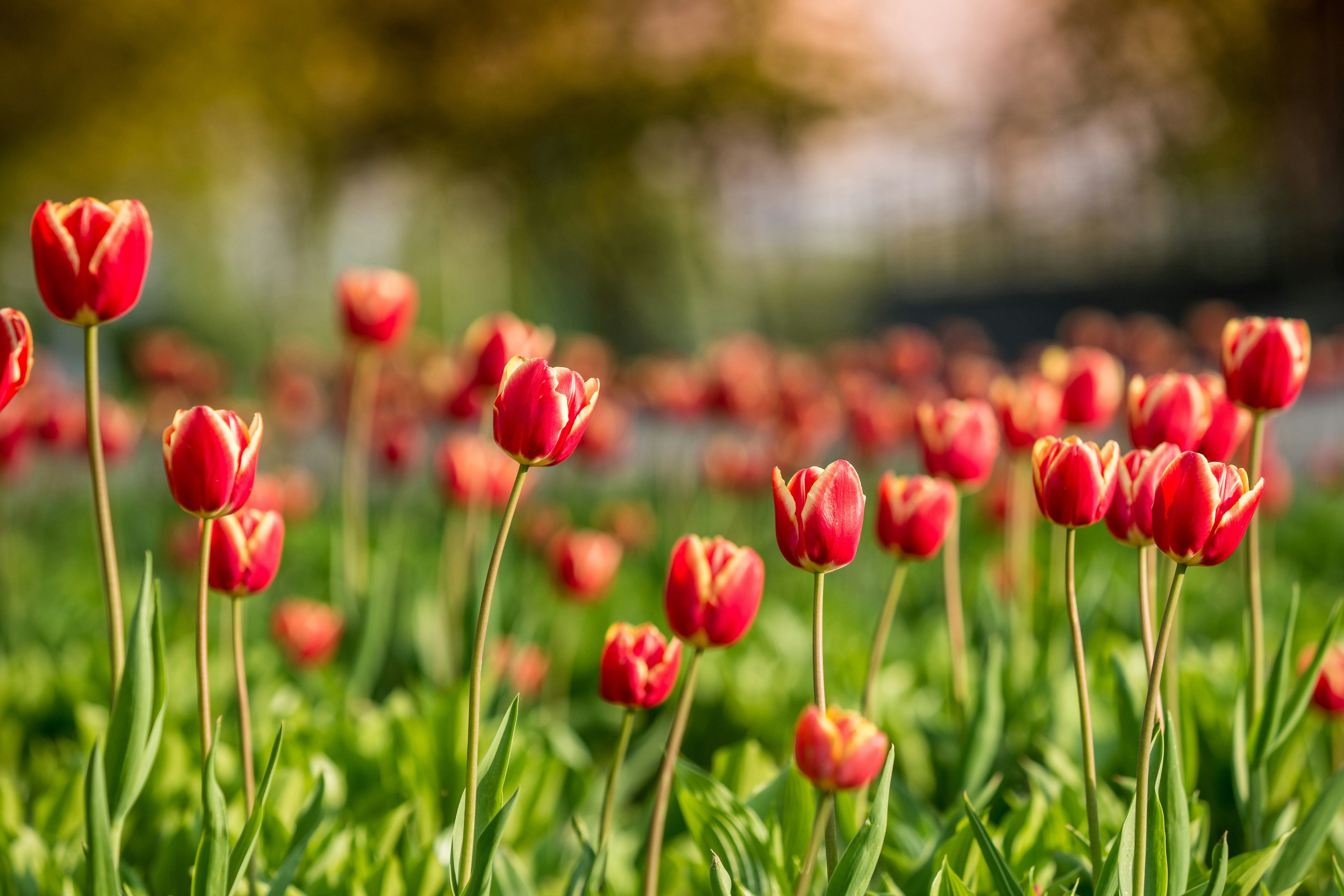 Field of Scarlet Tulips Leaning Toward Spring