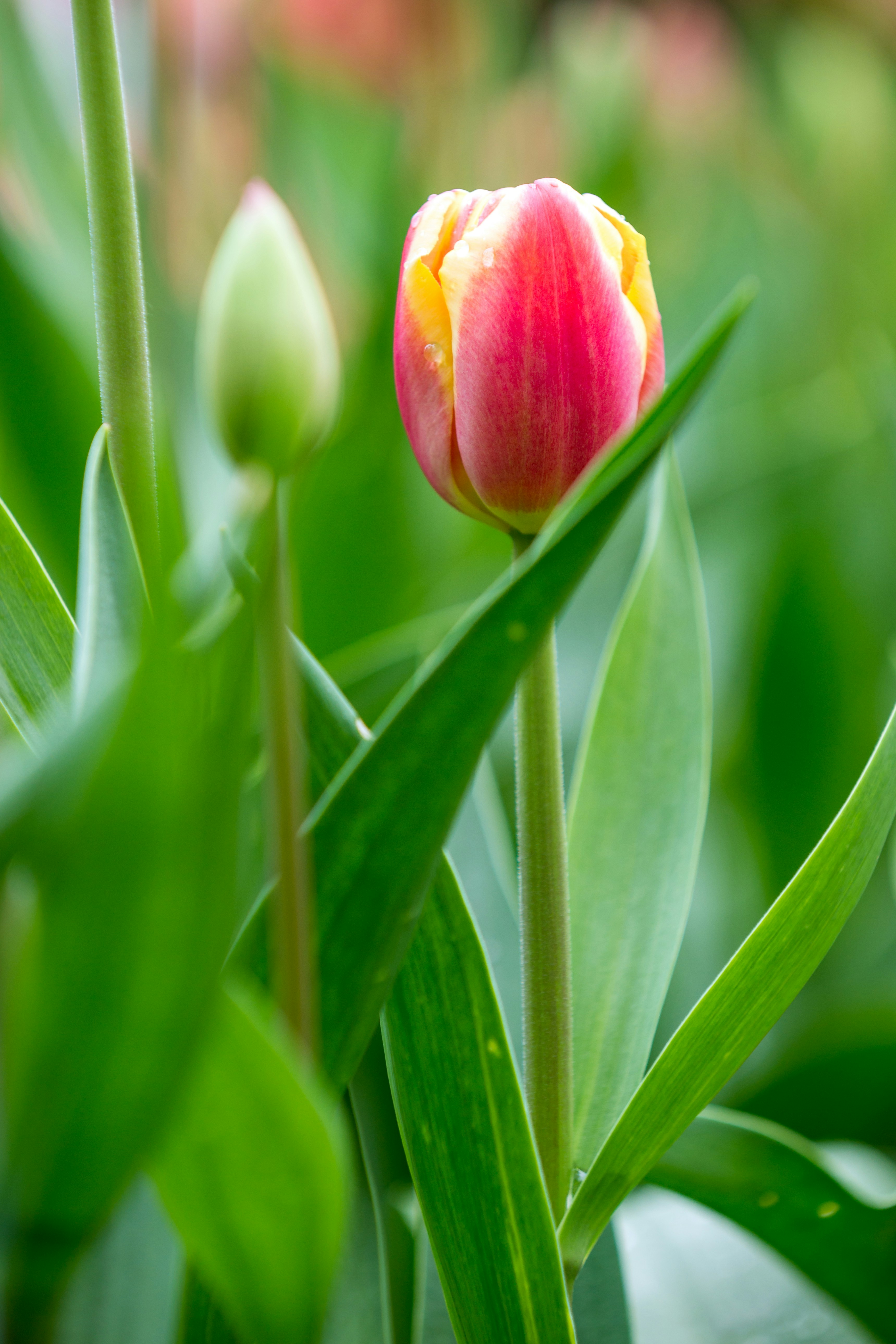 Close-up Tulip in Soft Focus Garden