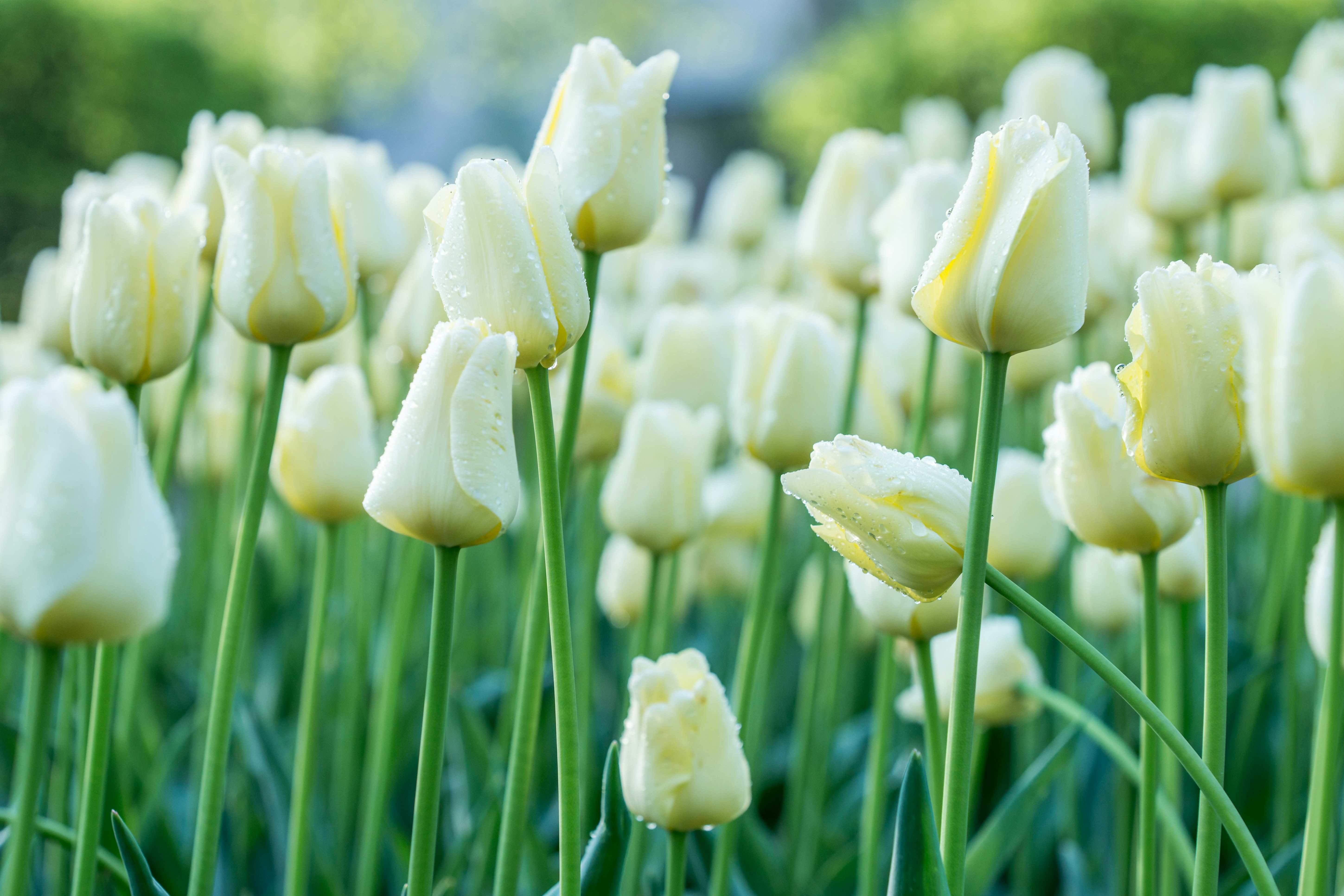 Field of Ivory Tubes: A Quiet Crowd of Tulips in Soft Morning Light