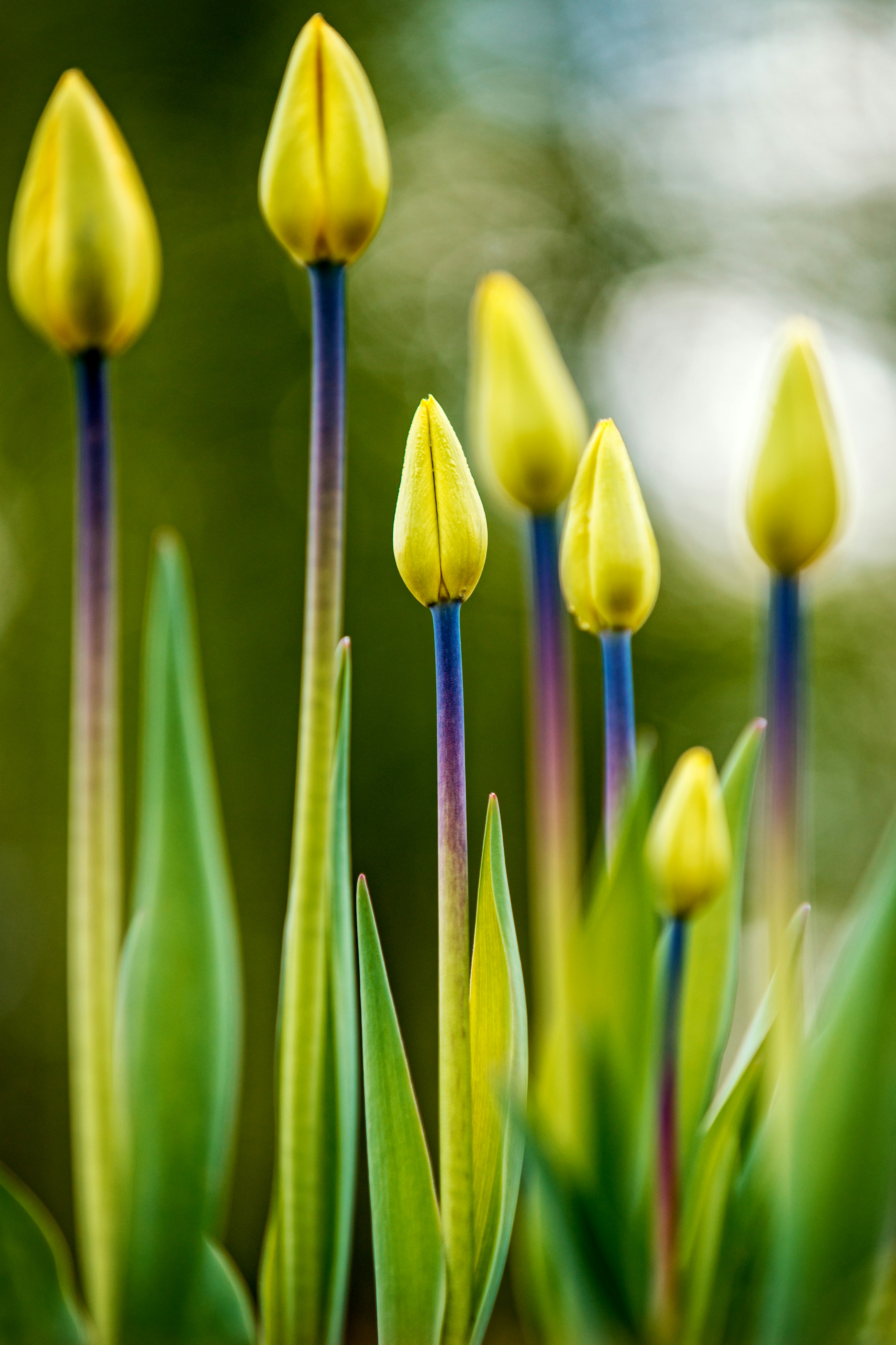 Yellow-tipped Tulips Reach for Sunlight in Soft Focus Garden