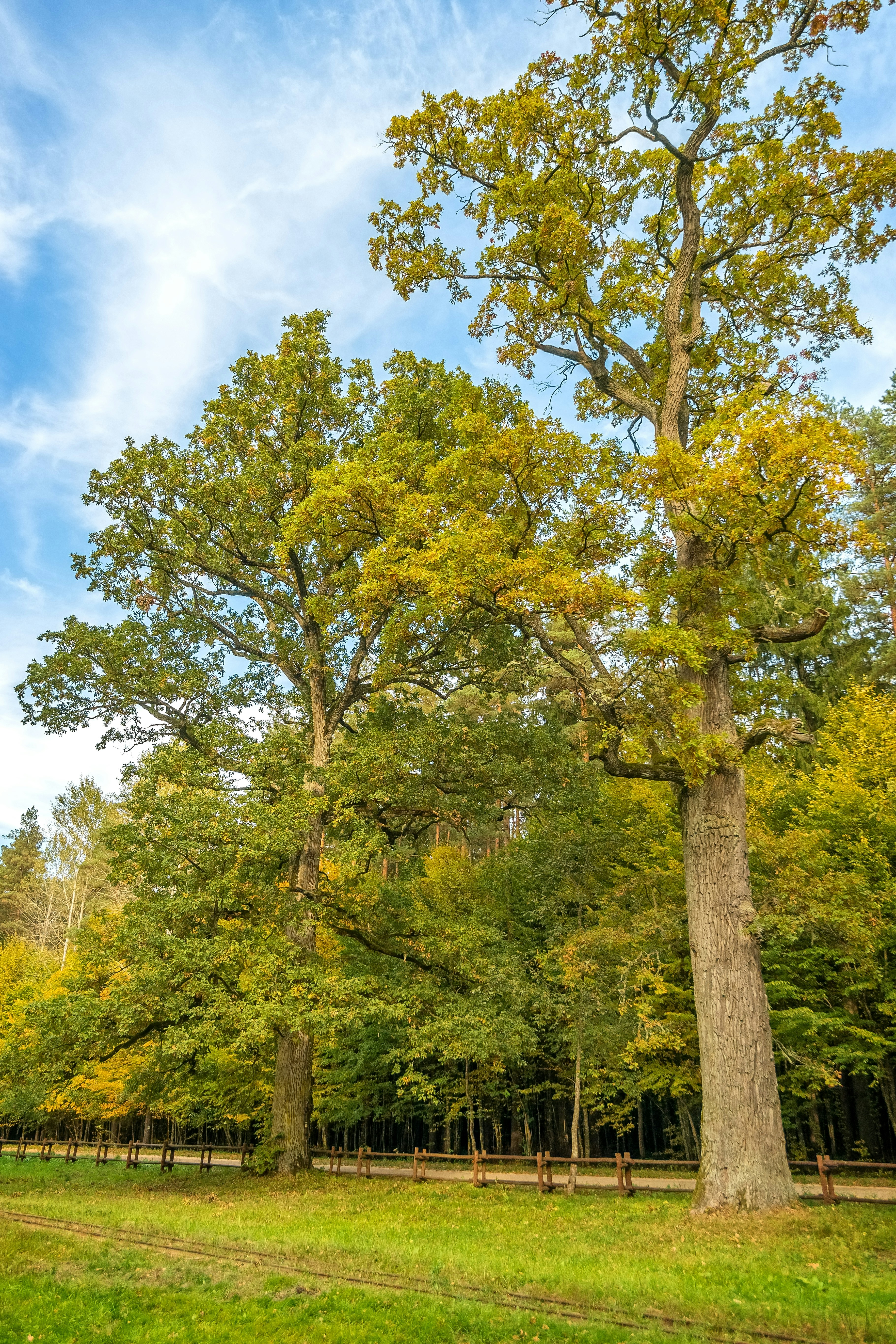 Sunlit Majesty: A Stand of Oaks Reaching into a Clear Sky