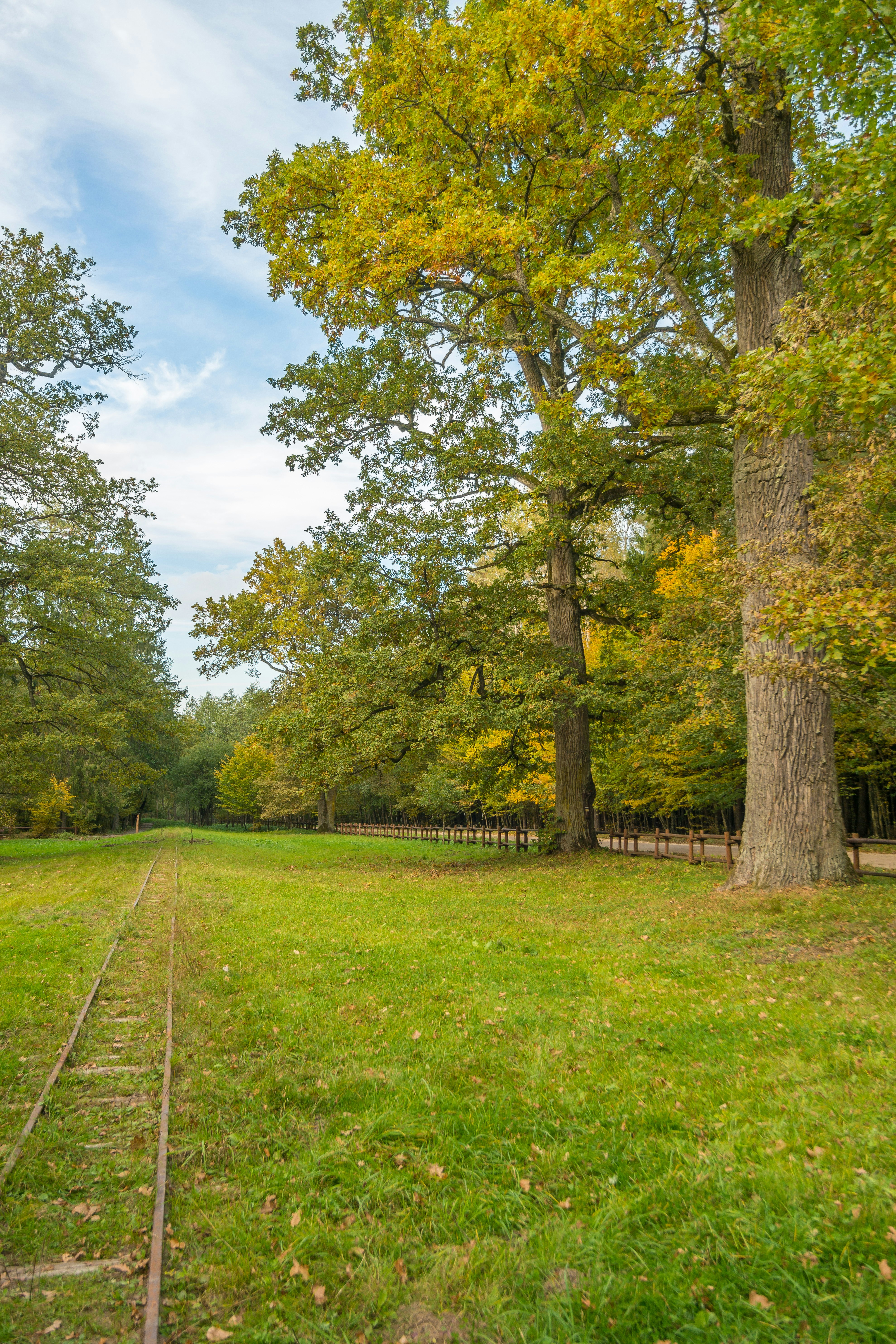 Row of towering oaks beside parallel rails vanish into autumn light