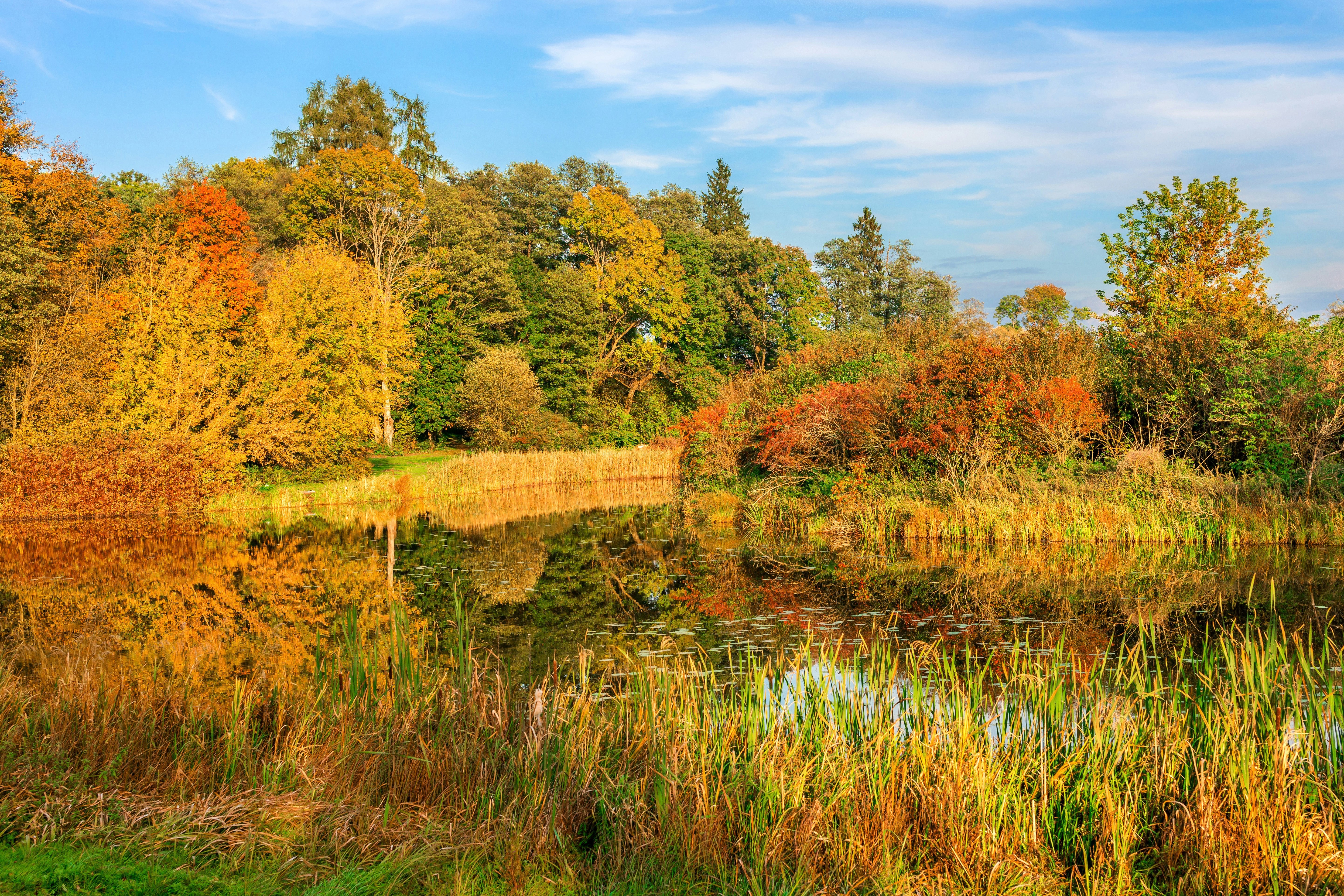 Autumn Reflections: A Quiet Lake Surrounded by Colorful Trees