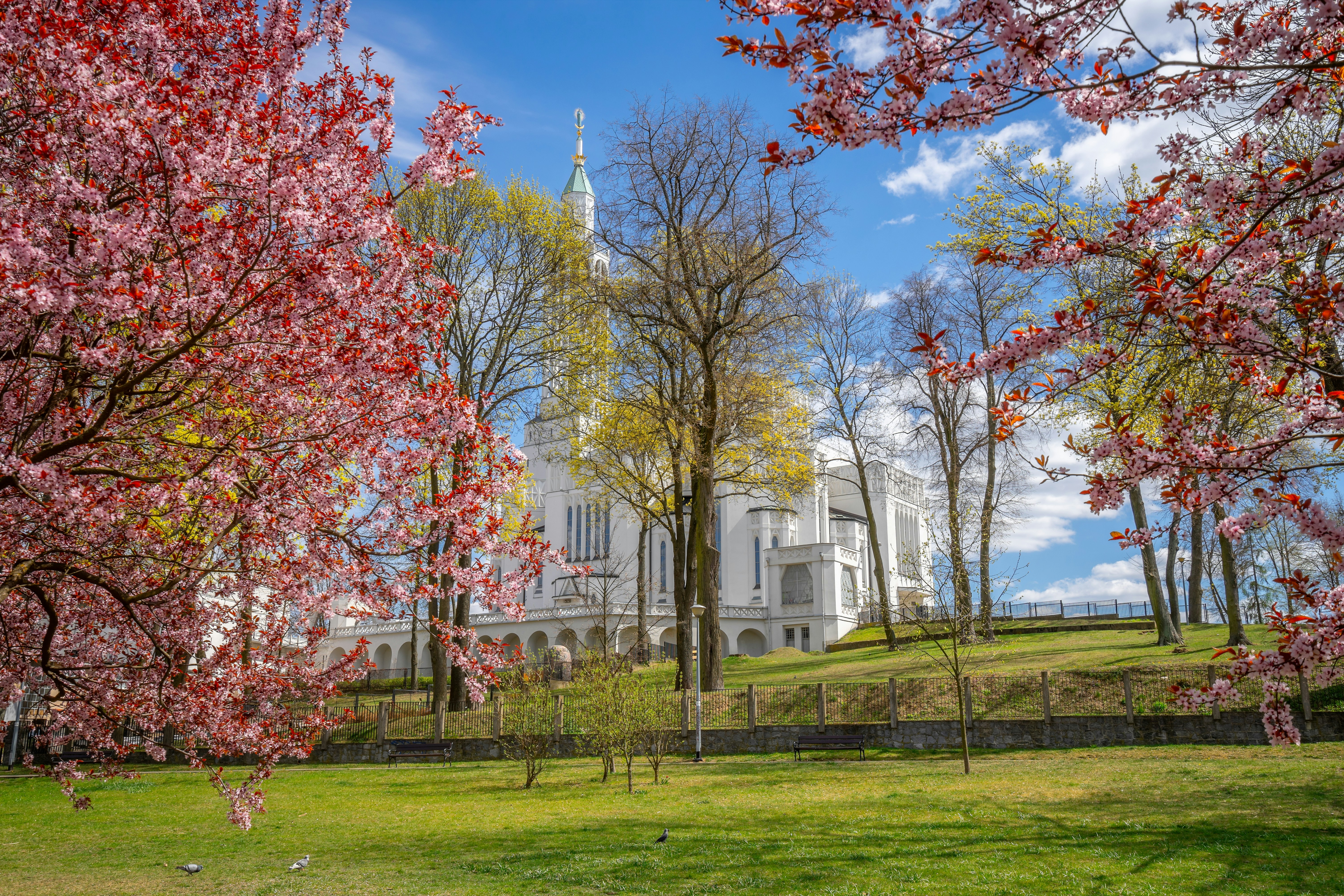 Spring Orchard Chapel: A White Cathedral Framed by Blossoms