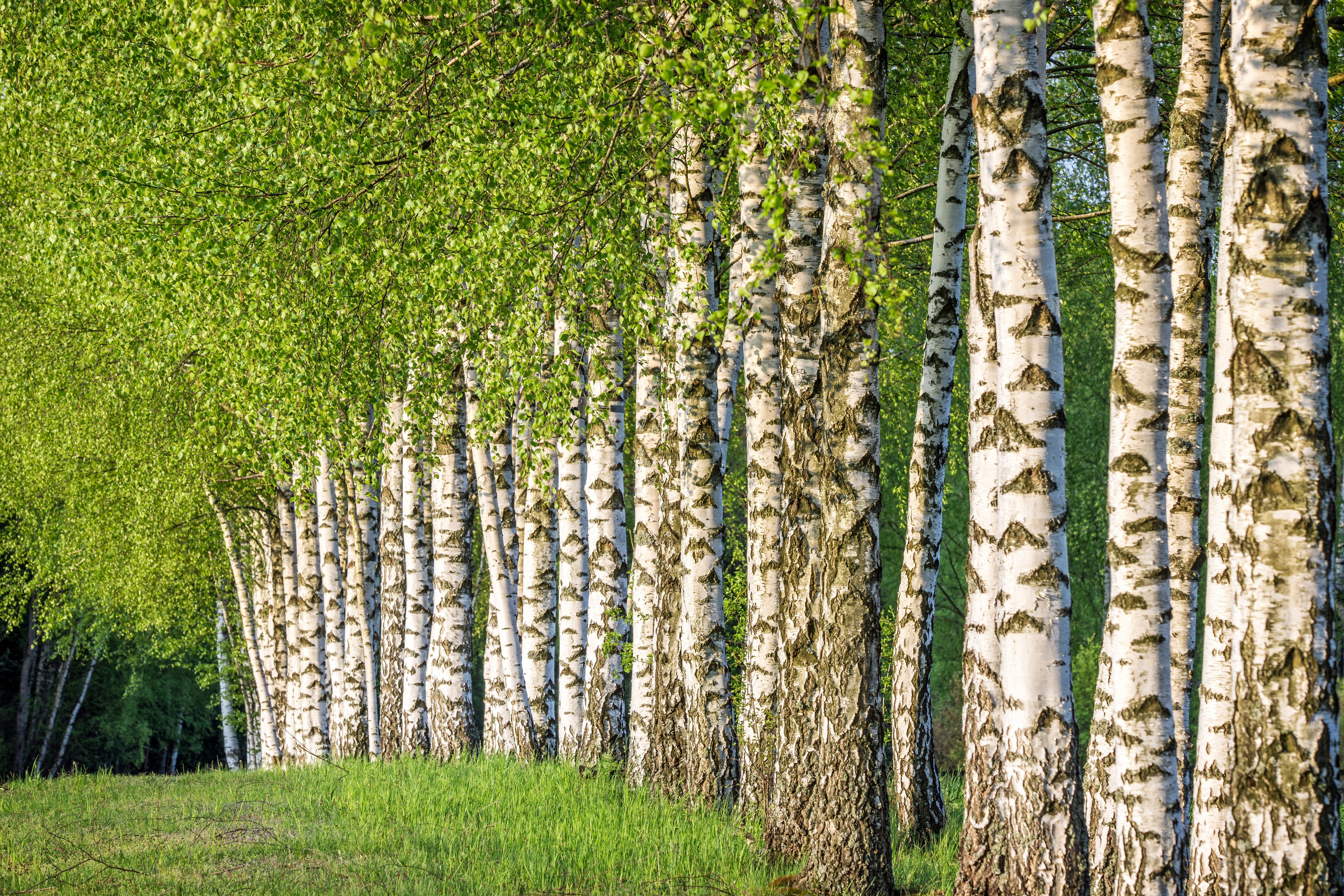 Birch Alley: A row of silver trunks leading into a sunlit green canopy