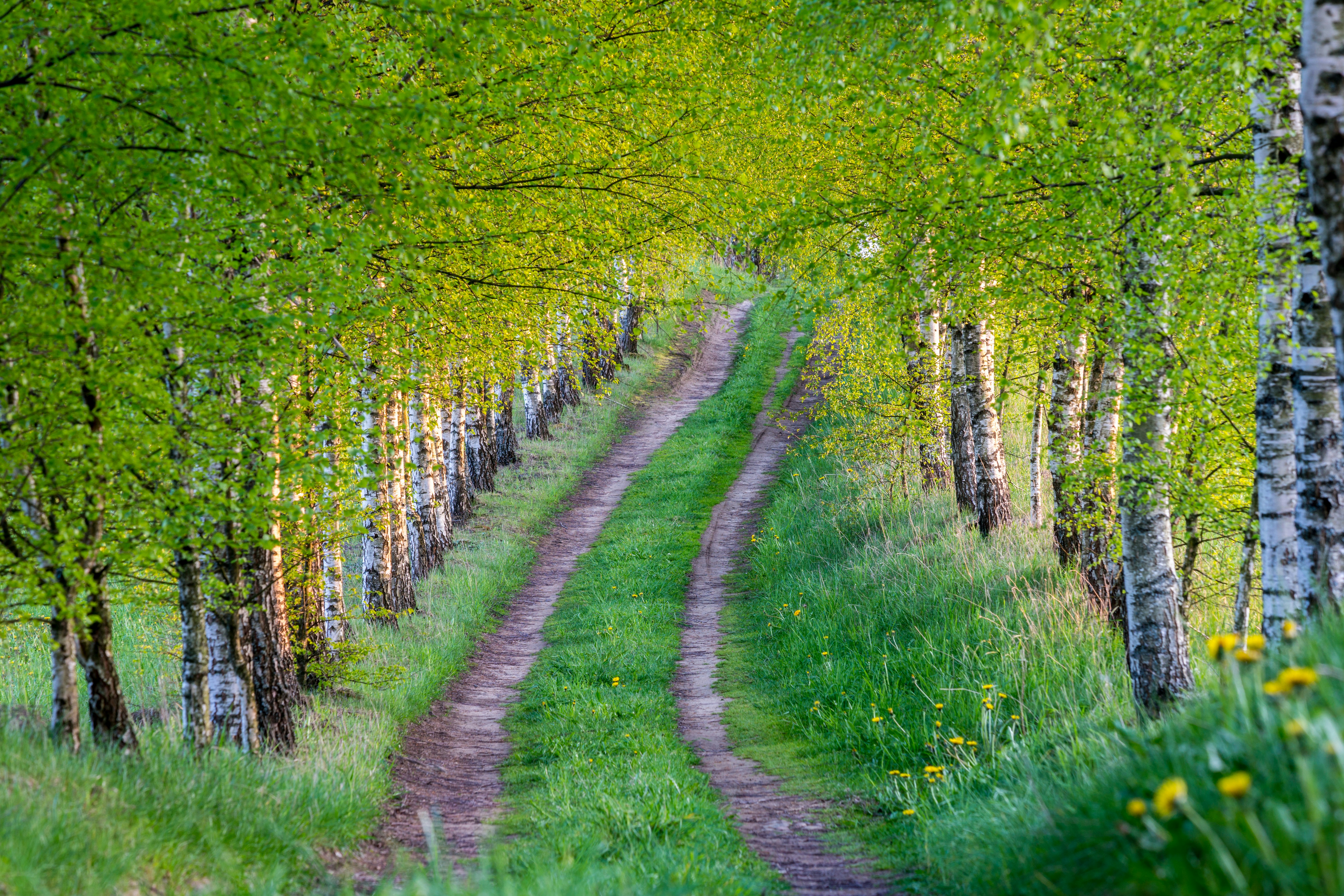 Dappled Forest Path: Birch Avenues Dancing with Light