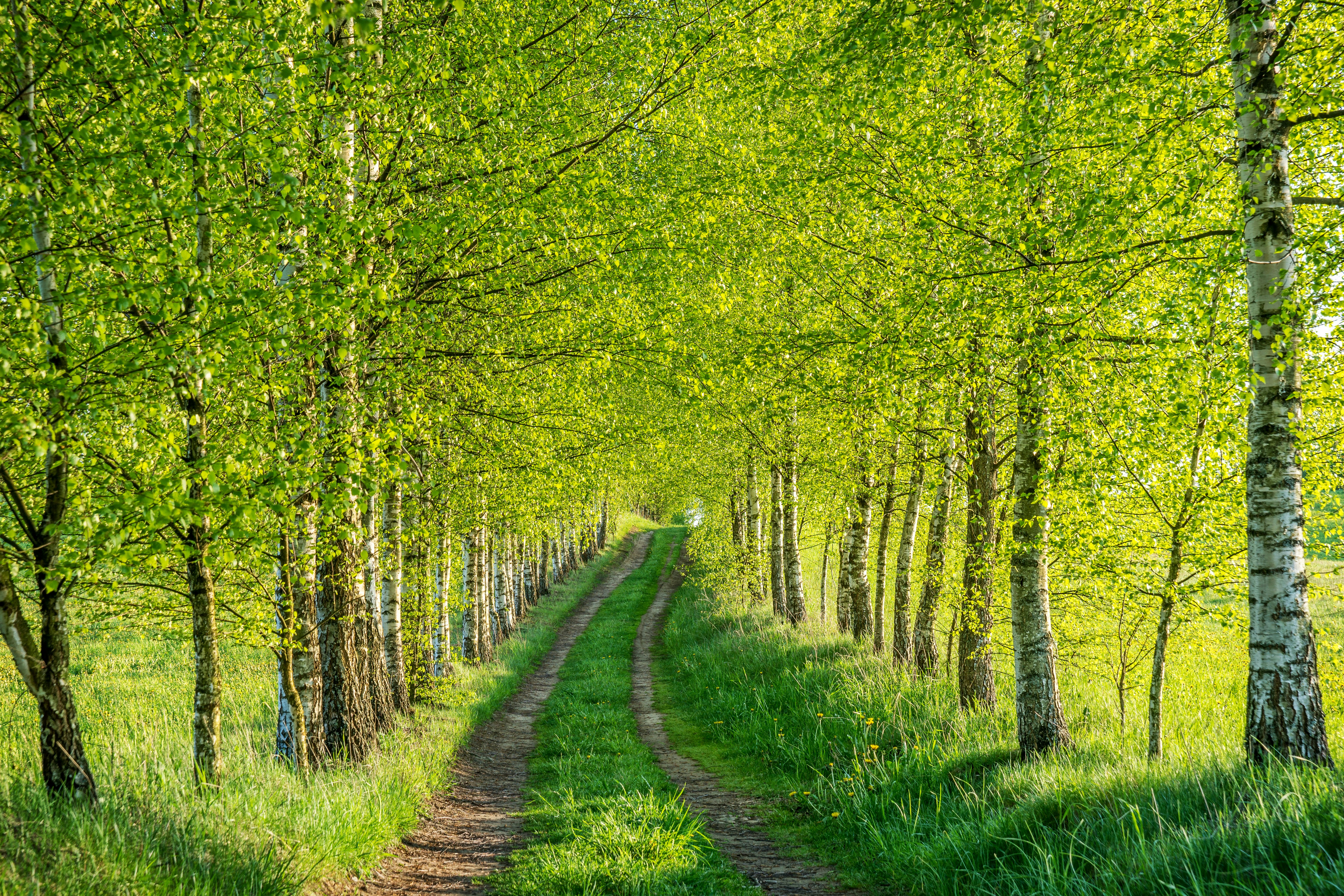 Dappled Way Through a Birch-Lined Path