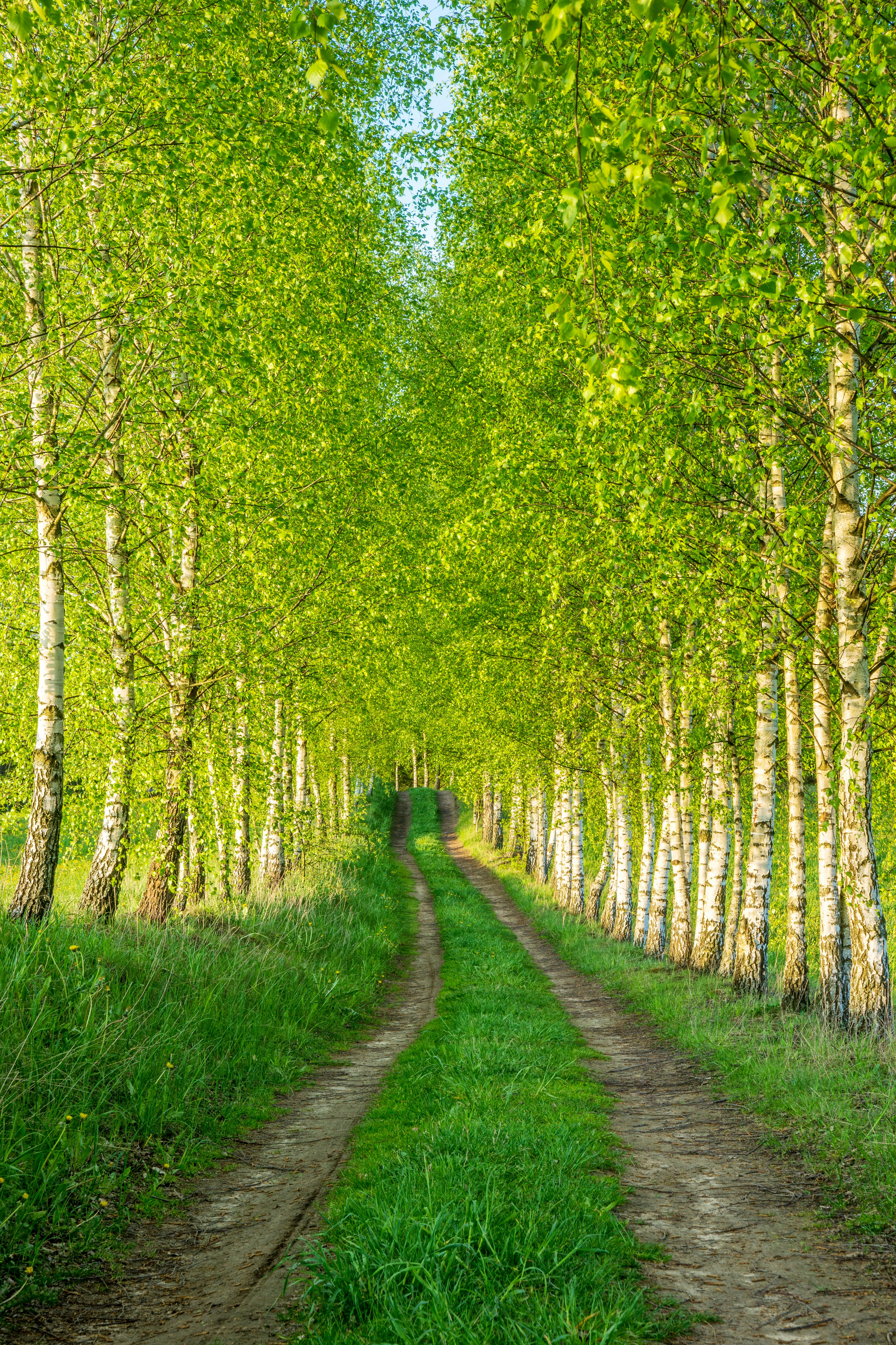 Emerald Alley: a sunlit path through lined birch trees