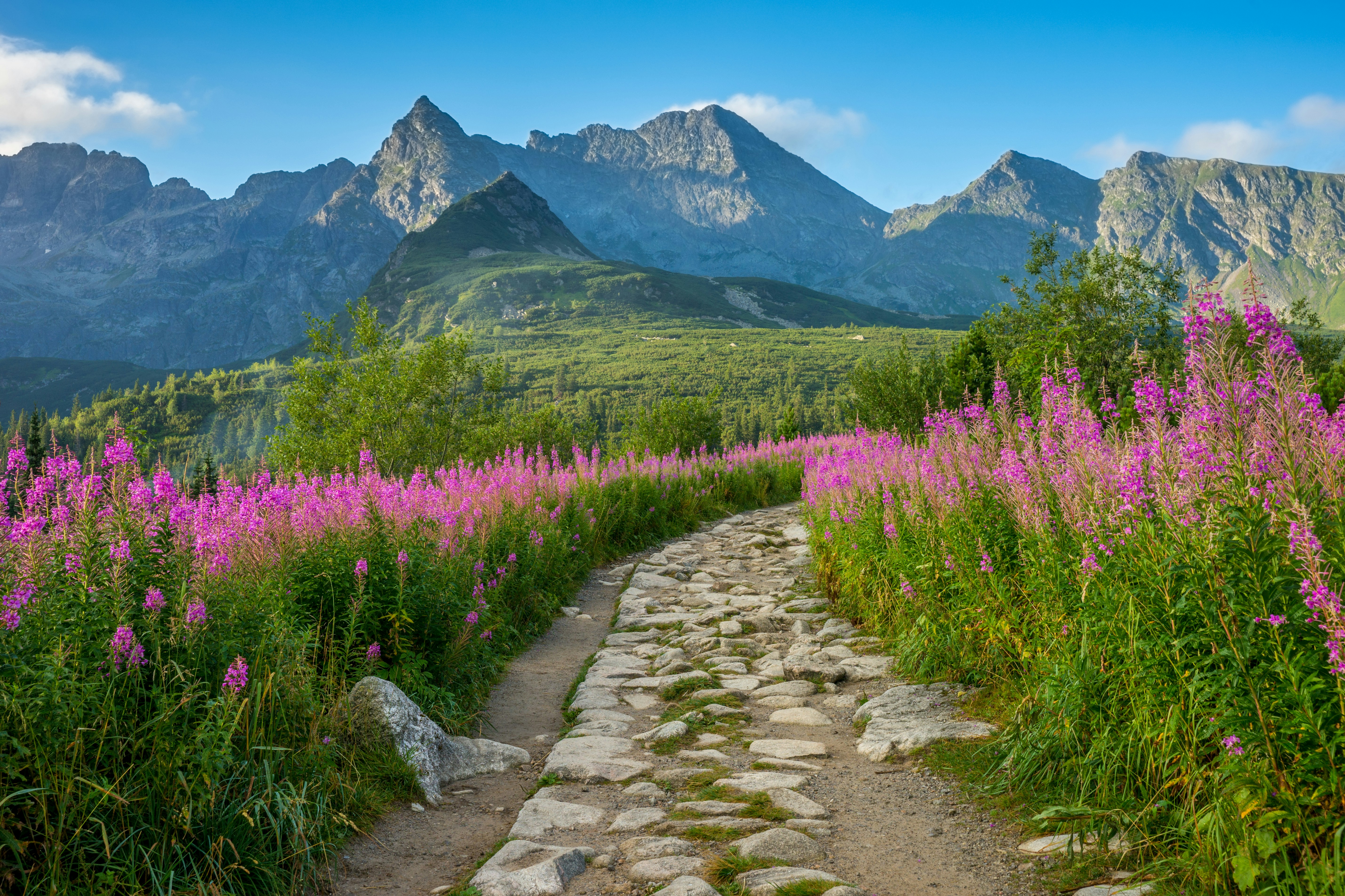 Stone Path to Alpine Peaks at Peak Blooms